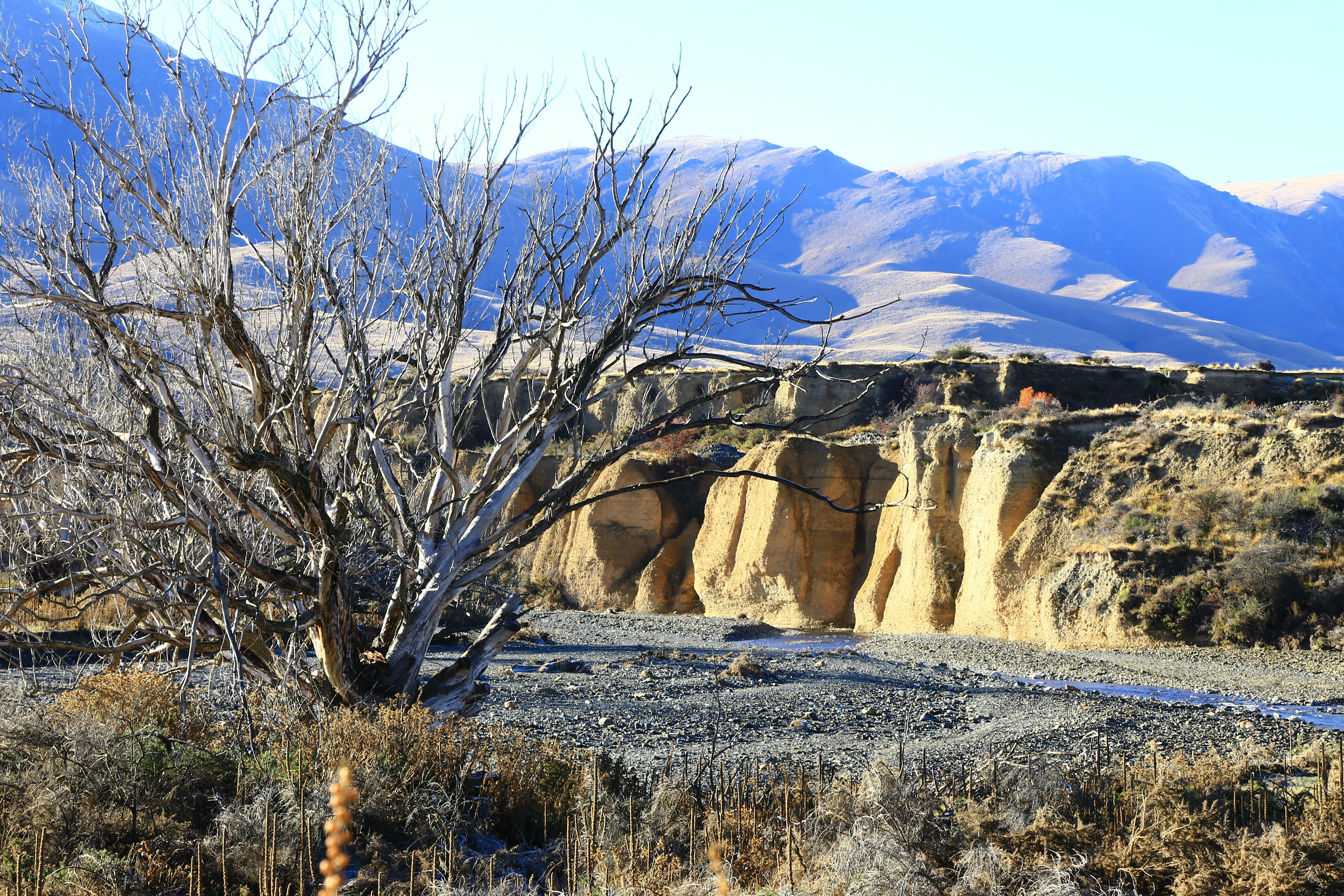 Gnarly Desert Tree Framed by Layered Cliffs and Distant Peaks