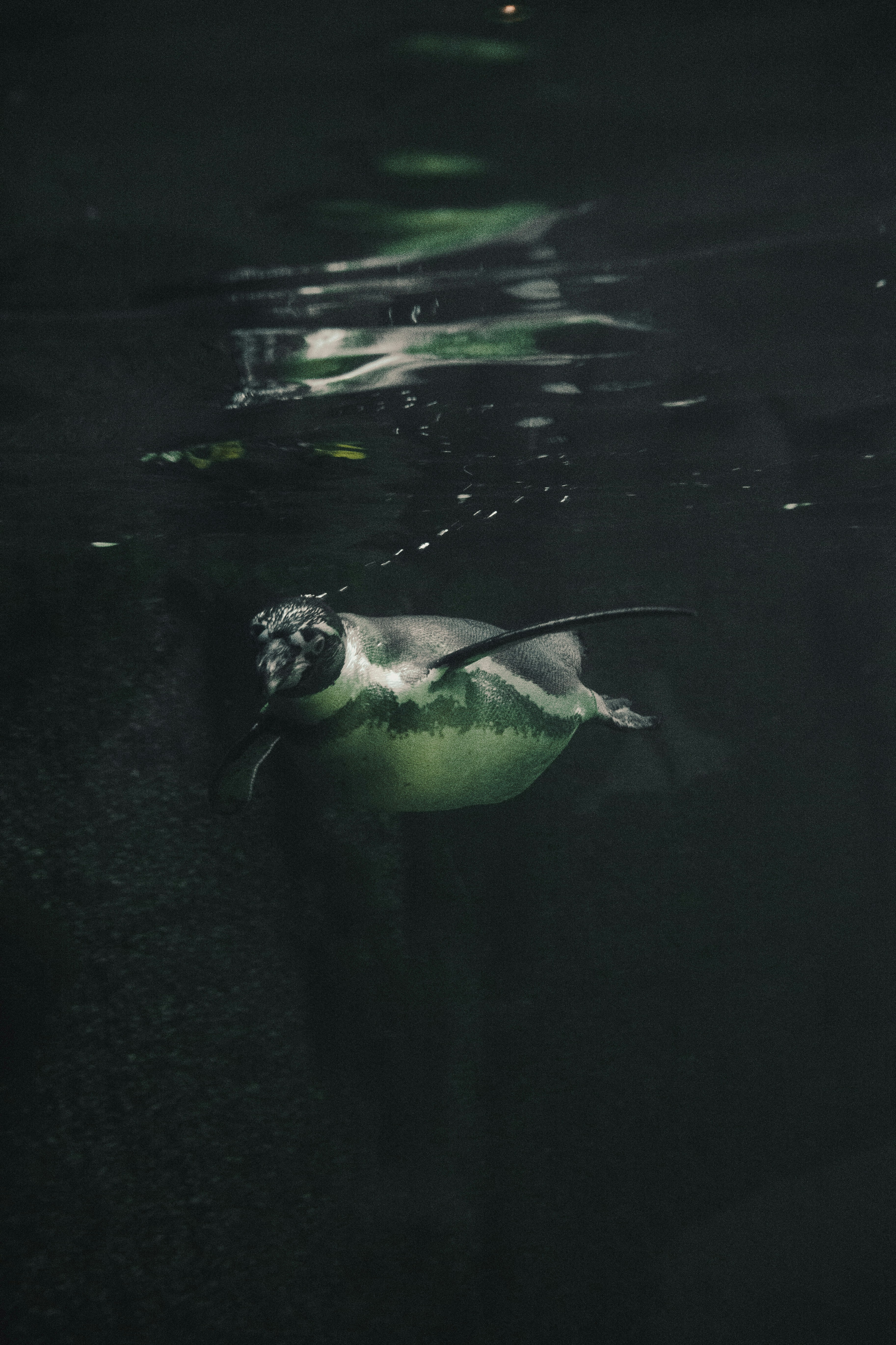 Nocturnal Glide: Penguin Tracing a Green-Lit Wake Underwater