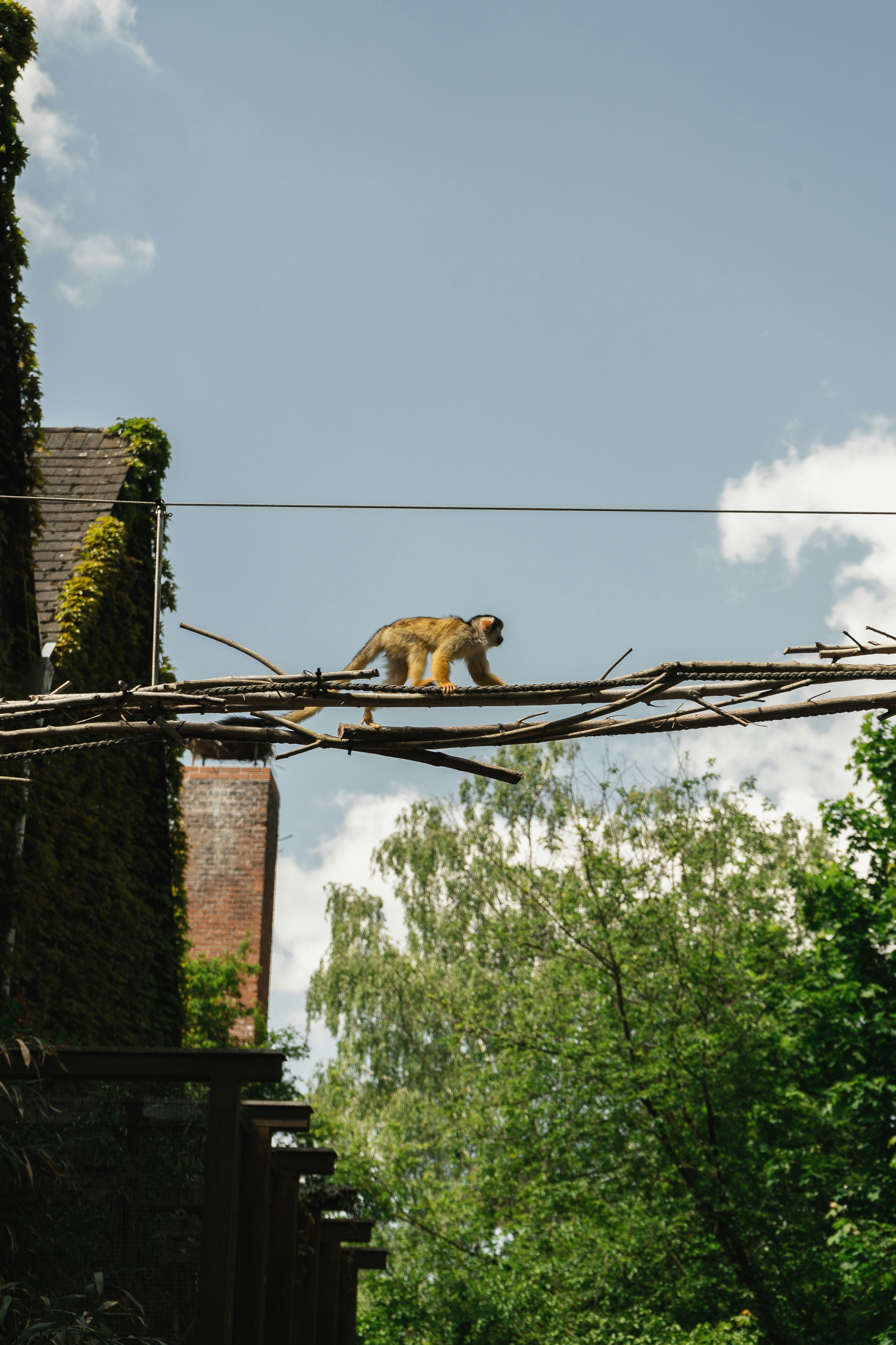 Monkey on a Twig Bridge: A Sunlit Crossing Above a Quiet Courtyard