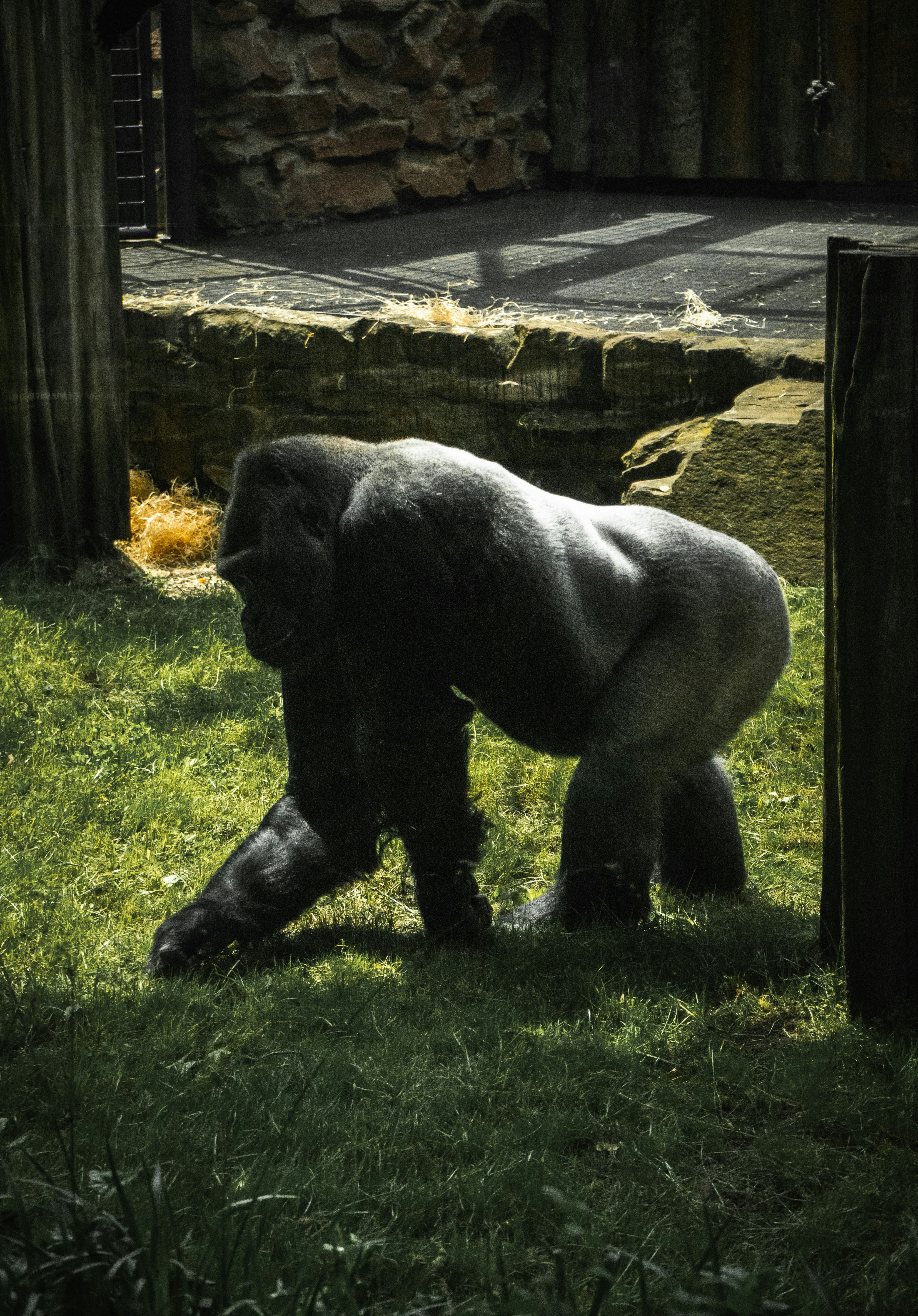 Mid-Stride in the Yard: A Gorilla Treads Sunlit Grass