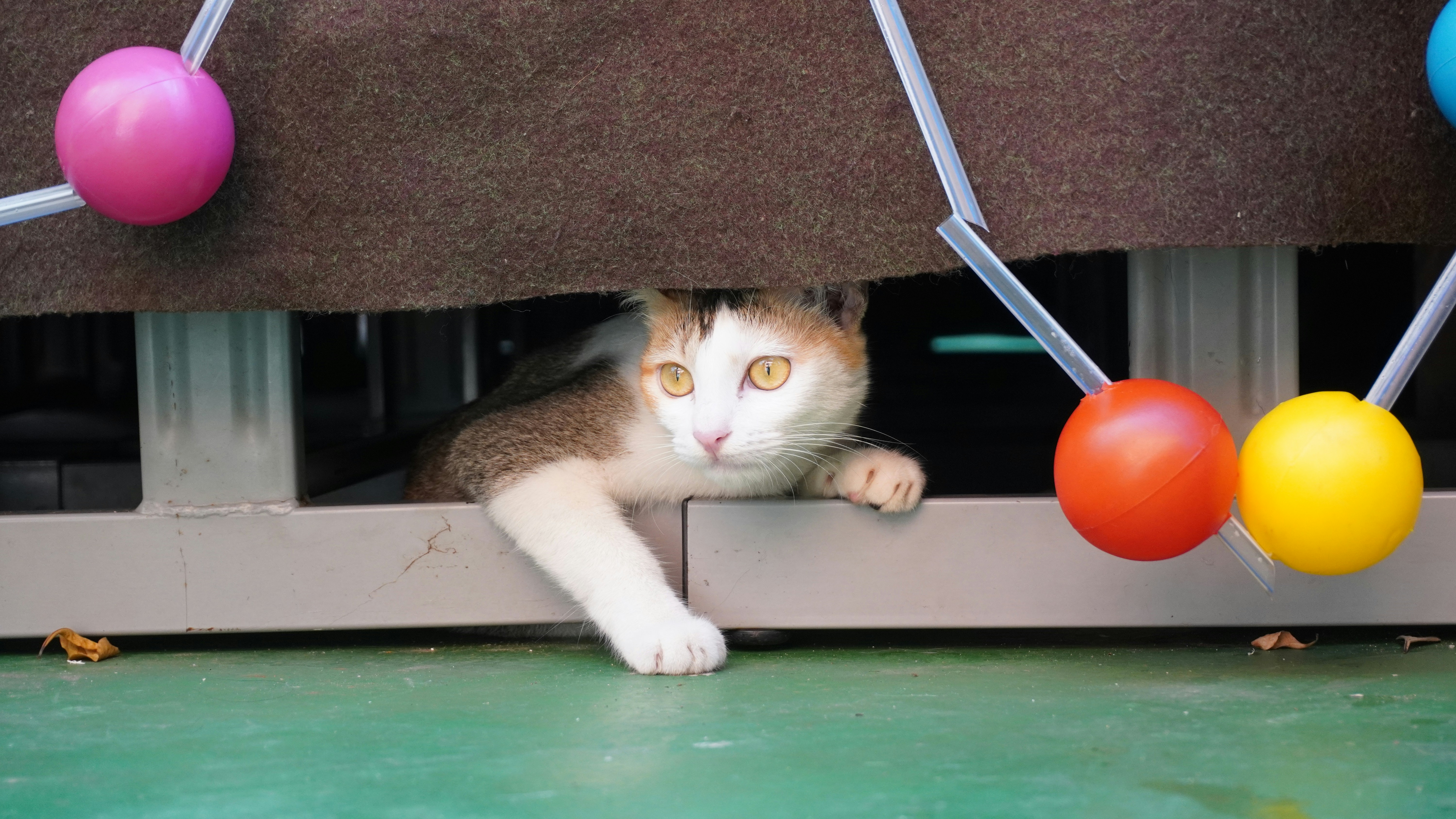 Cat peeking from beneath a play structure surrounded by colorful hanging spheres.