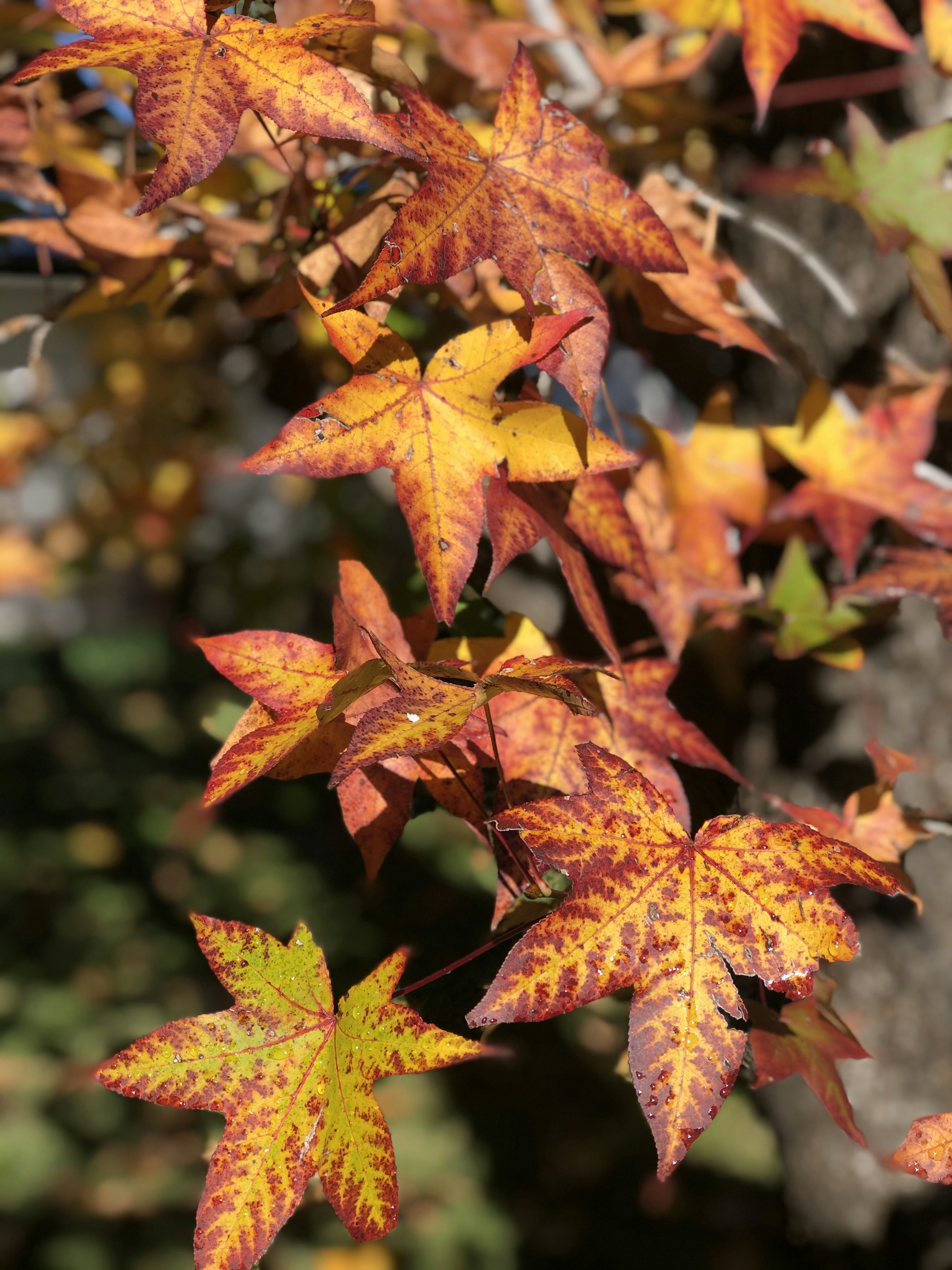 Crimson-Gold Maple Leaves in Close-Up: Autumn’s Vivid Leafwork