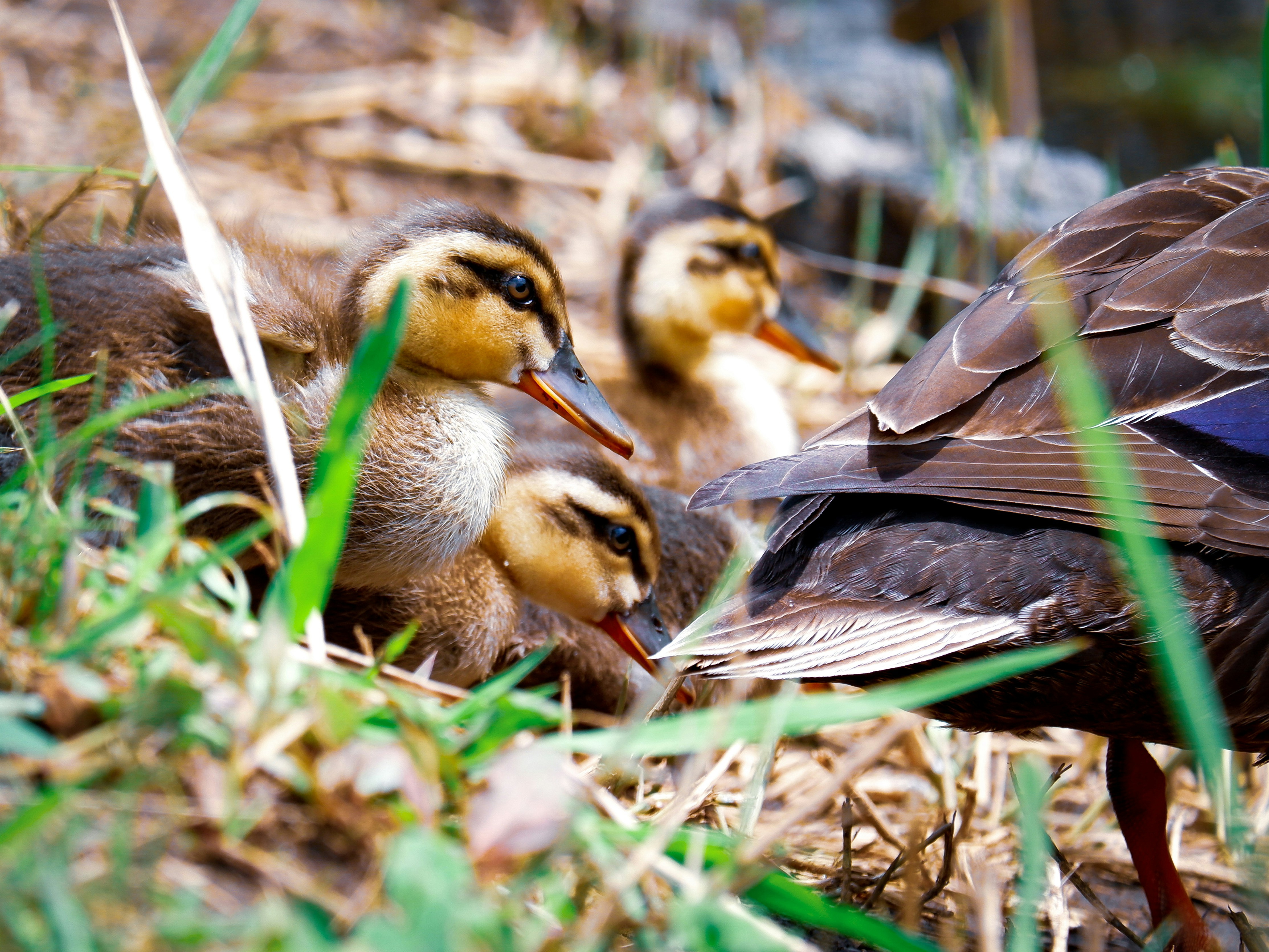 Three ducklings nestled among grass and twigs, showcasing their delicate features and natural habitat.