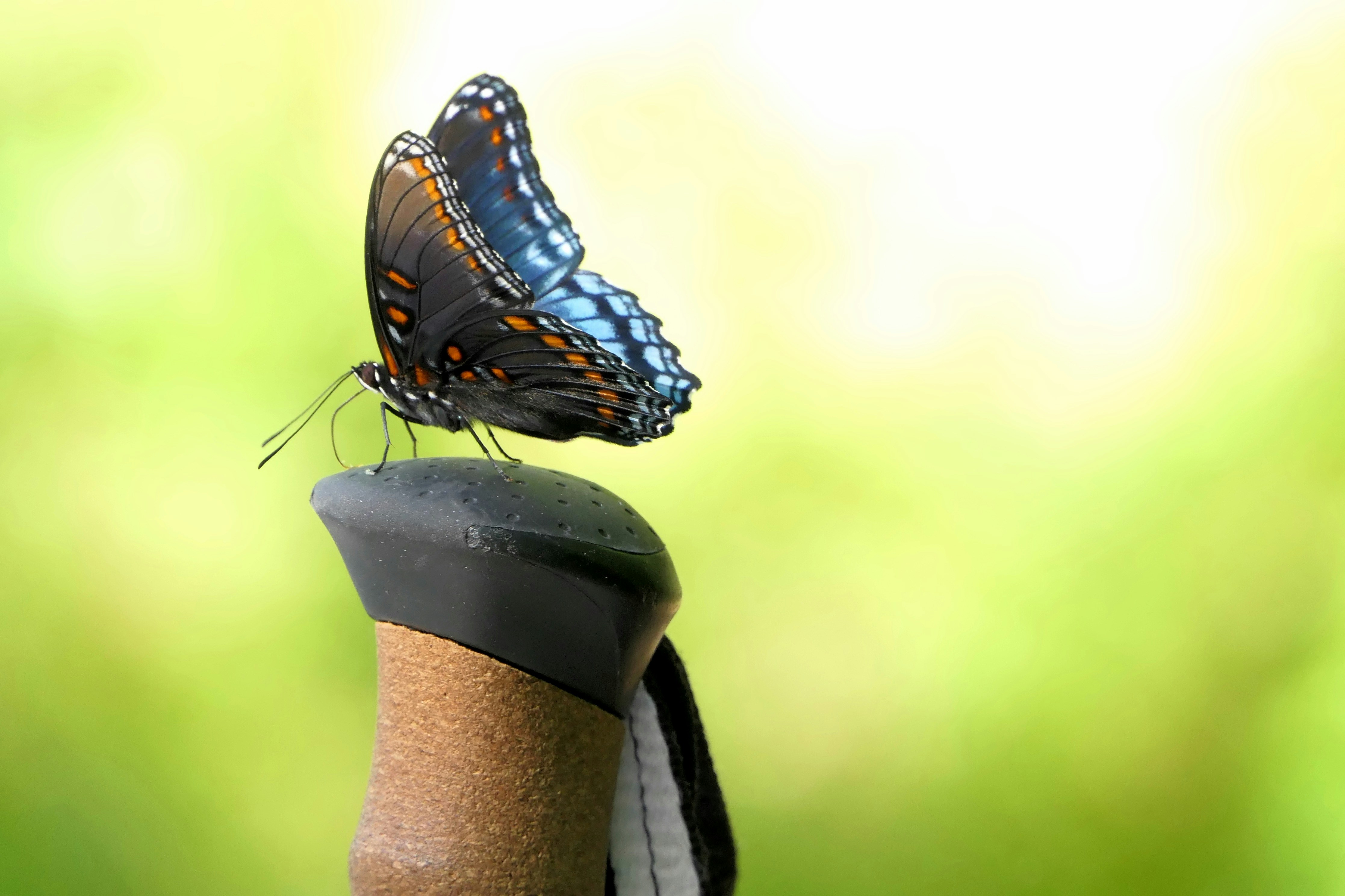 A vibrant butterfly perched on the tip of a shoe, showcasing intricate wing patterns against a soft, blurred green background.