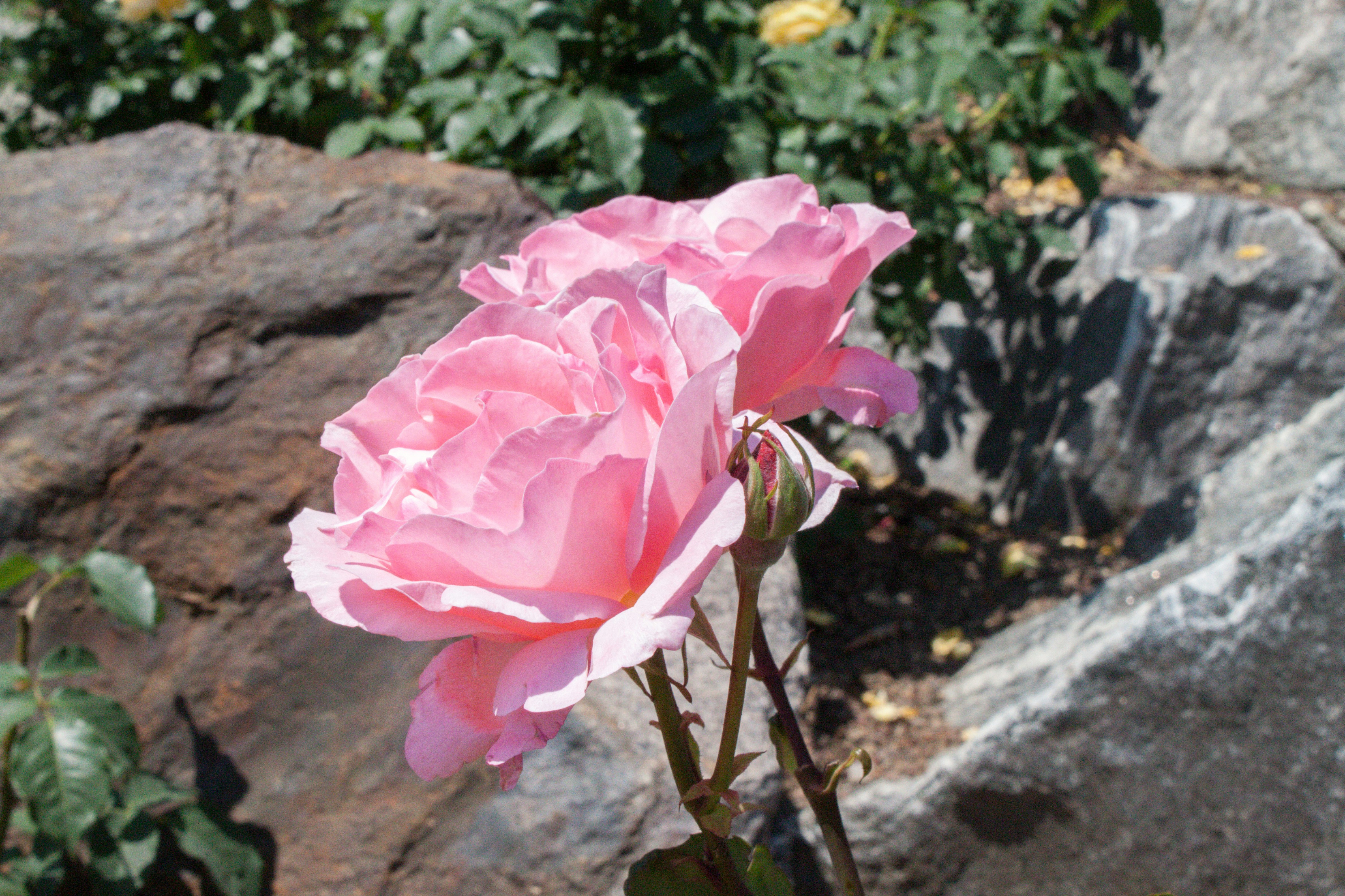 Rosy Bloom Framed by Rustic Granite