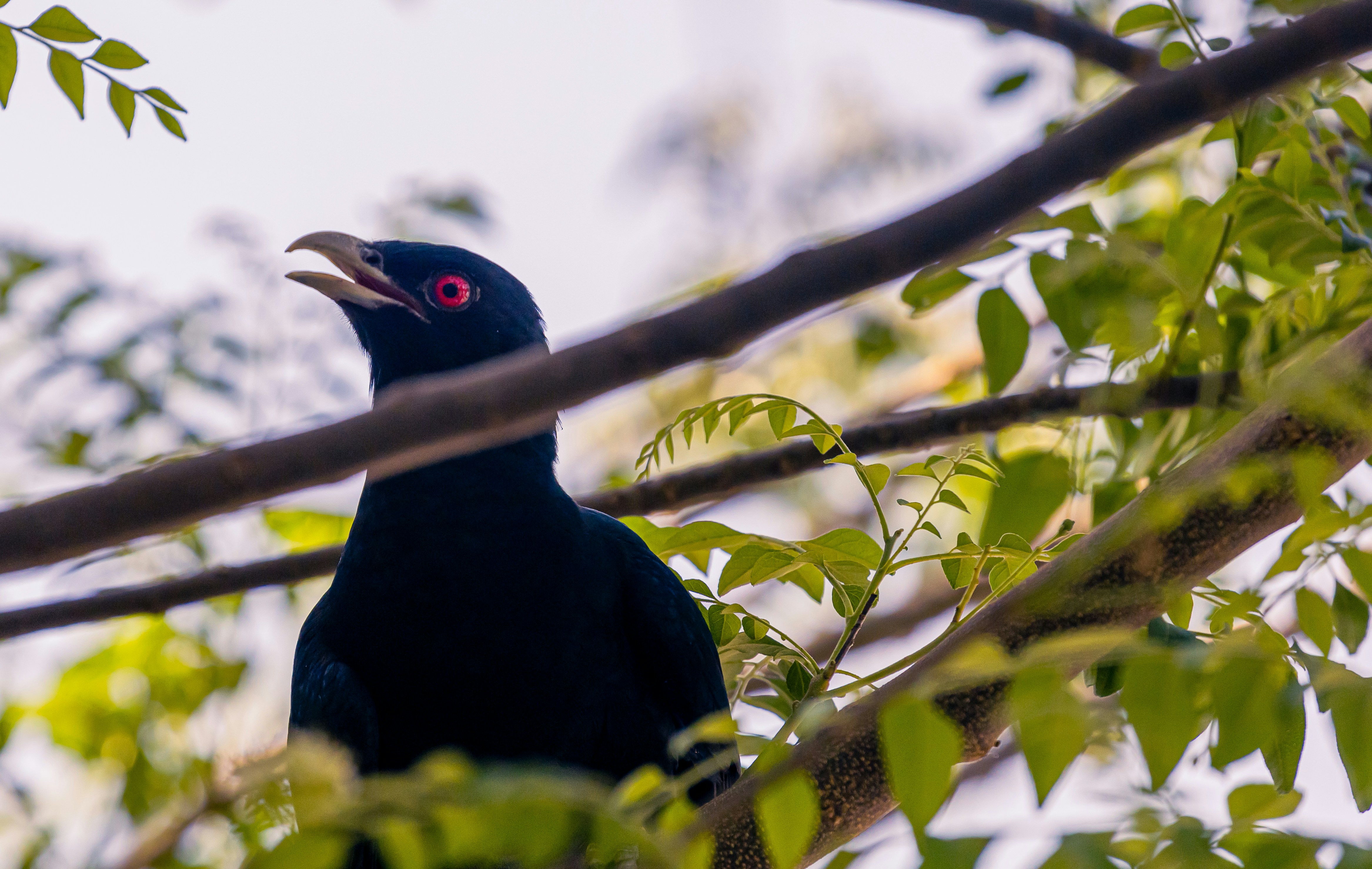 Crimson-Eyed Perch: A Black Bird Anchored in a Spring Canopy