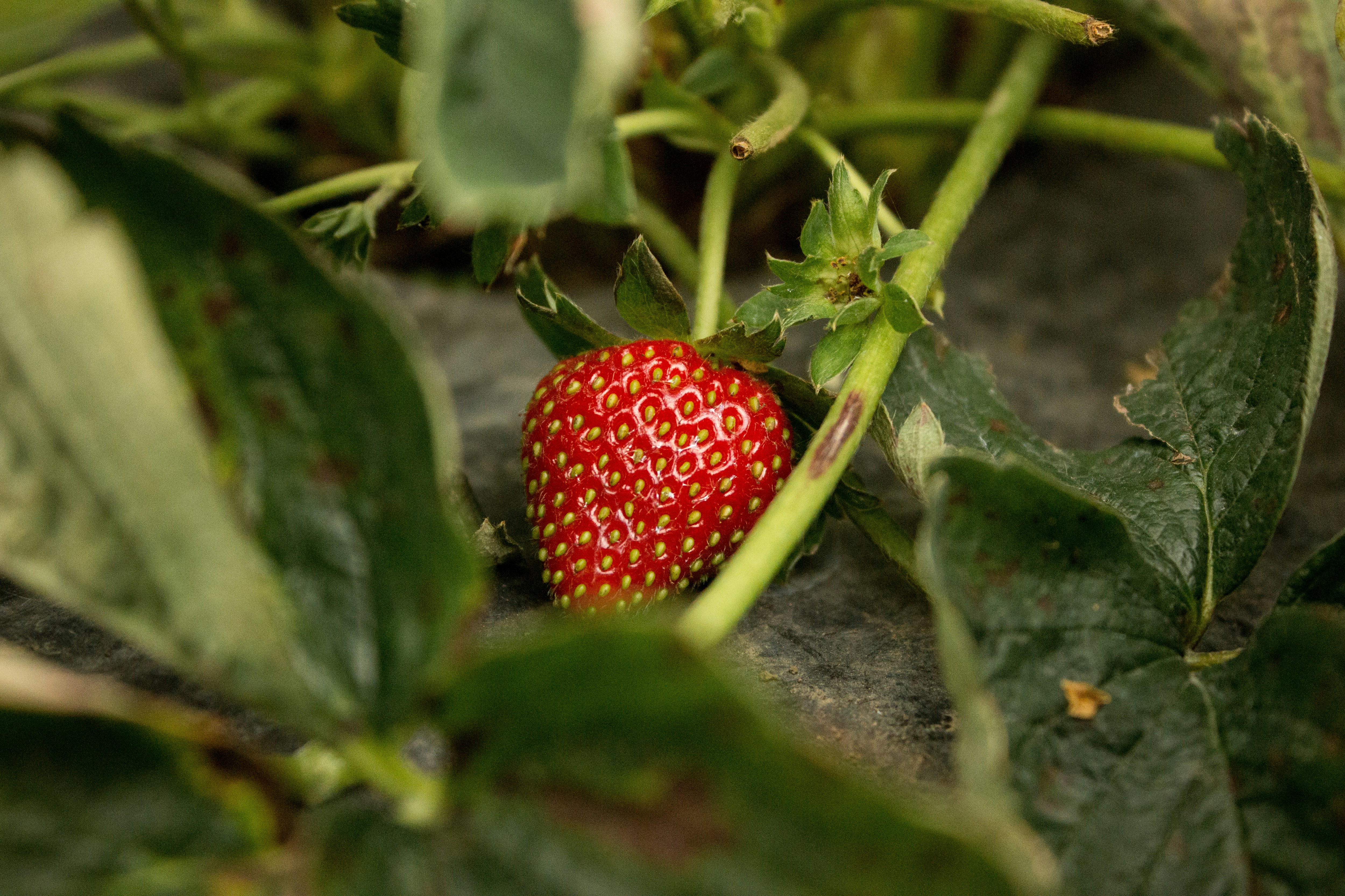 Red strawberry fruit in close up photography photo – Free Bali Image on ...