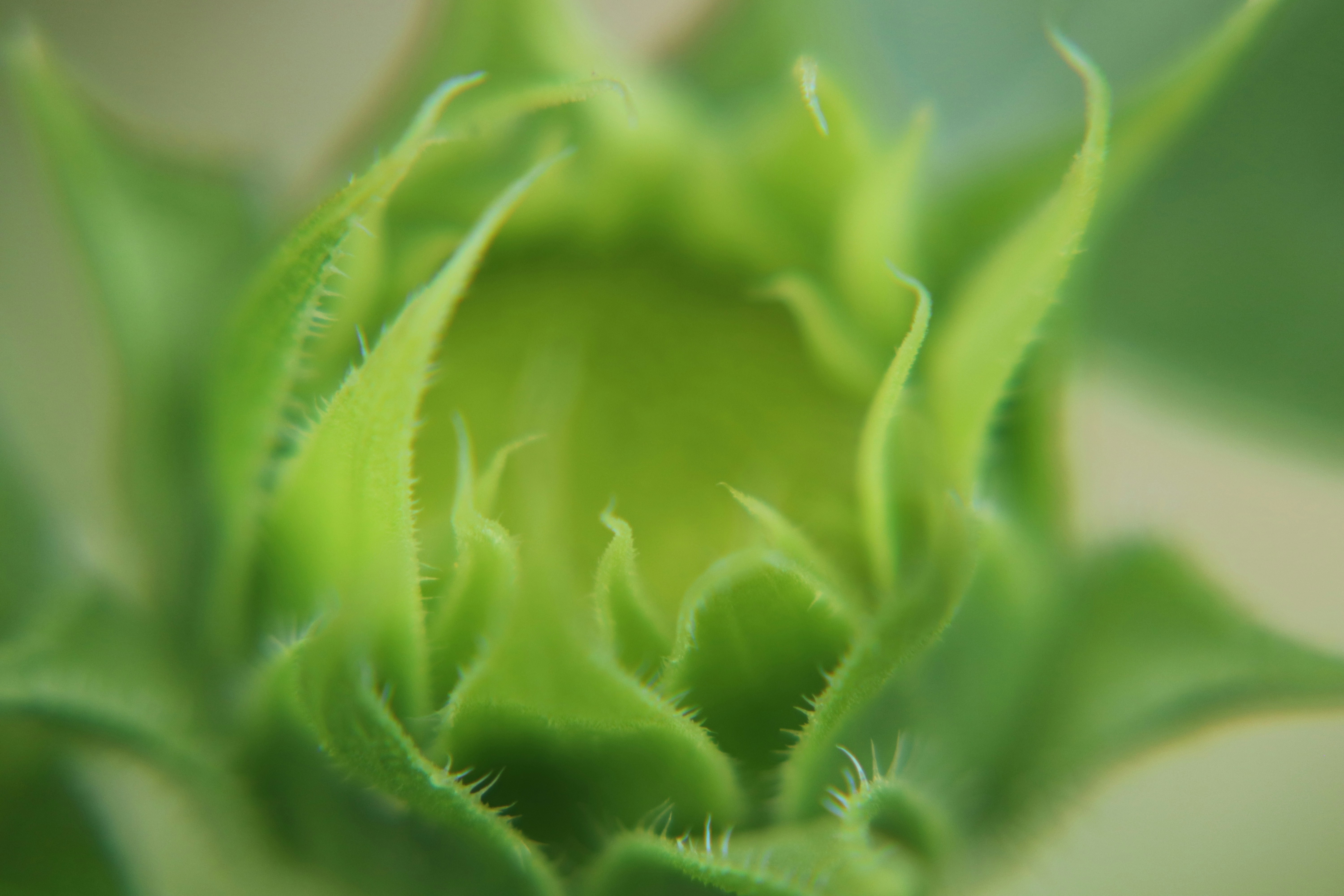 Close-up of a sunflower bud showcasing intricate green leaves and a soft, emerging center. The details highlight the plant's growth stage.