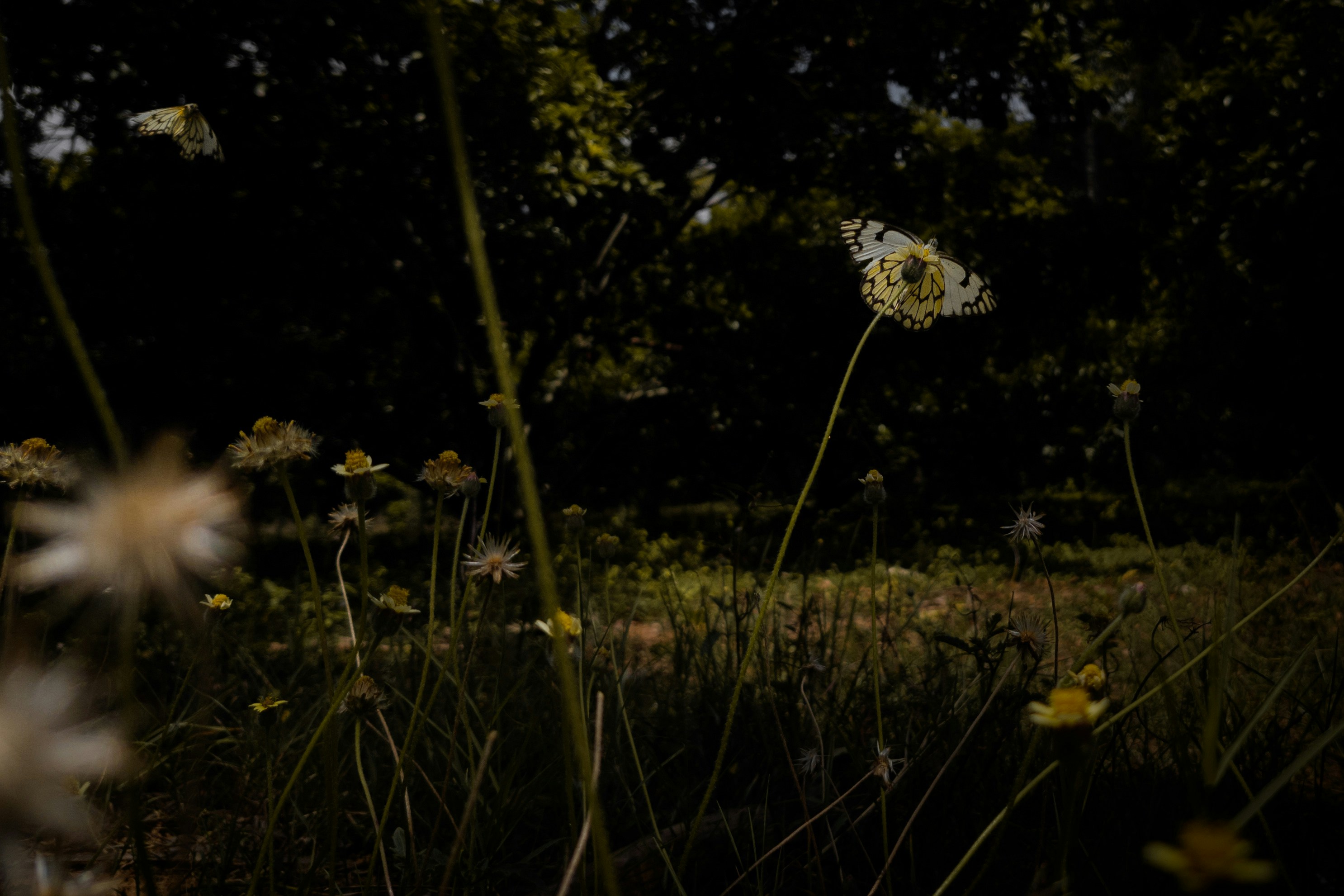 Backlit Dandelion Halo in a Shadowed Meadow