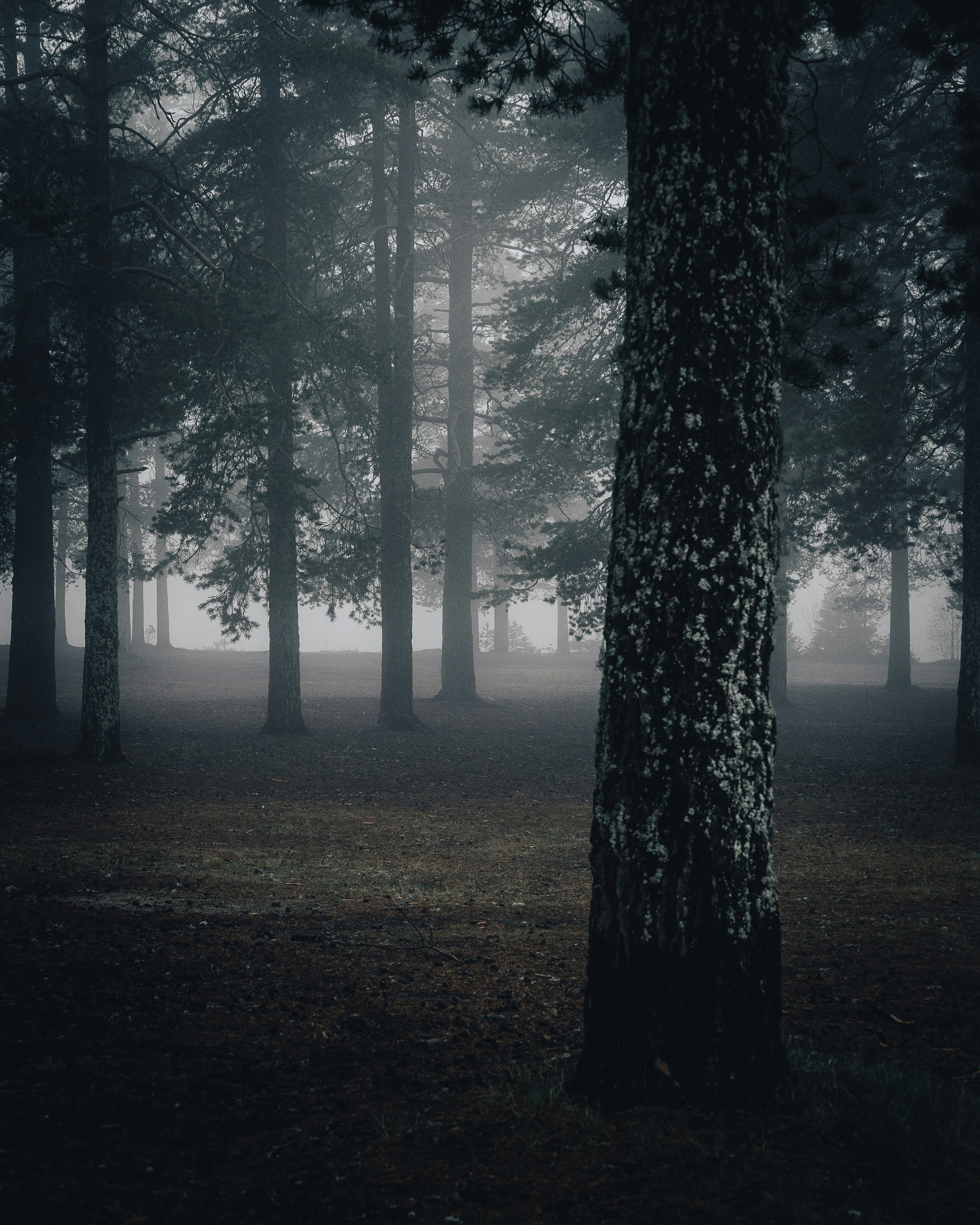 30,000+ Moody Forest Pictures | Download Free Images on Unsplash