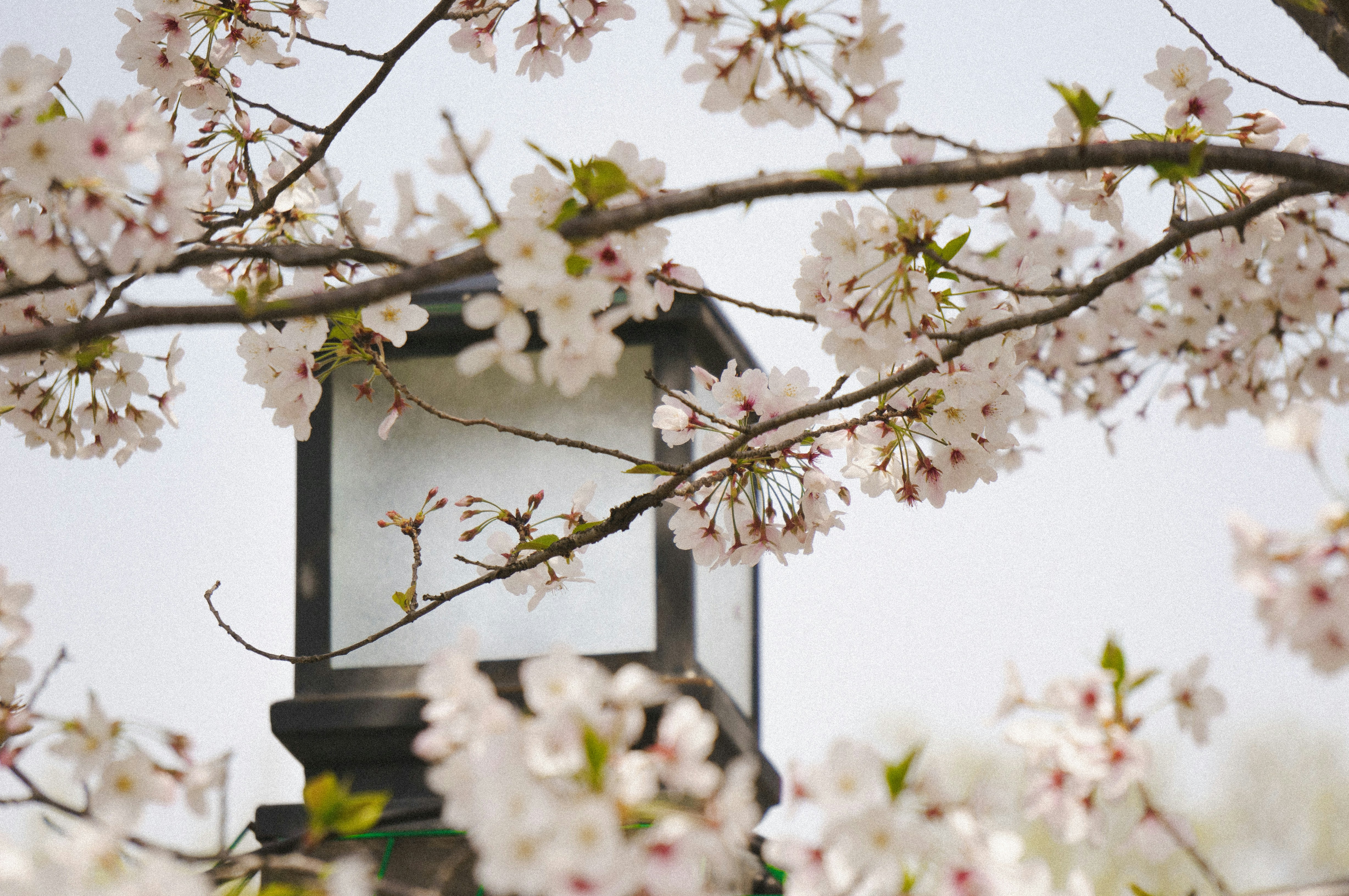 Lantern in the Sakura Corridor: Framed by Spring Blooms