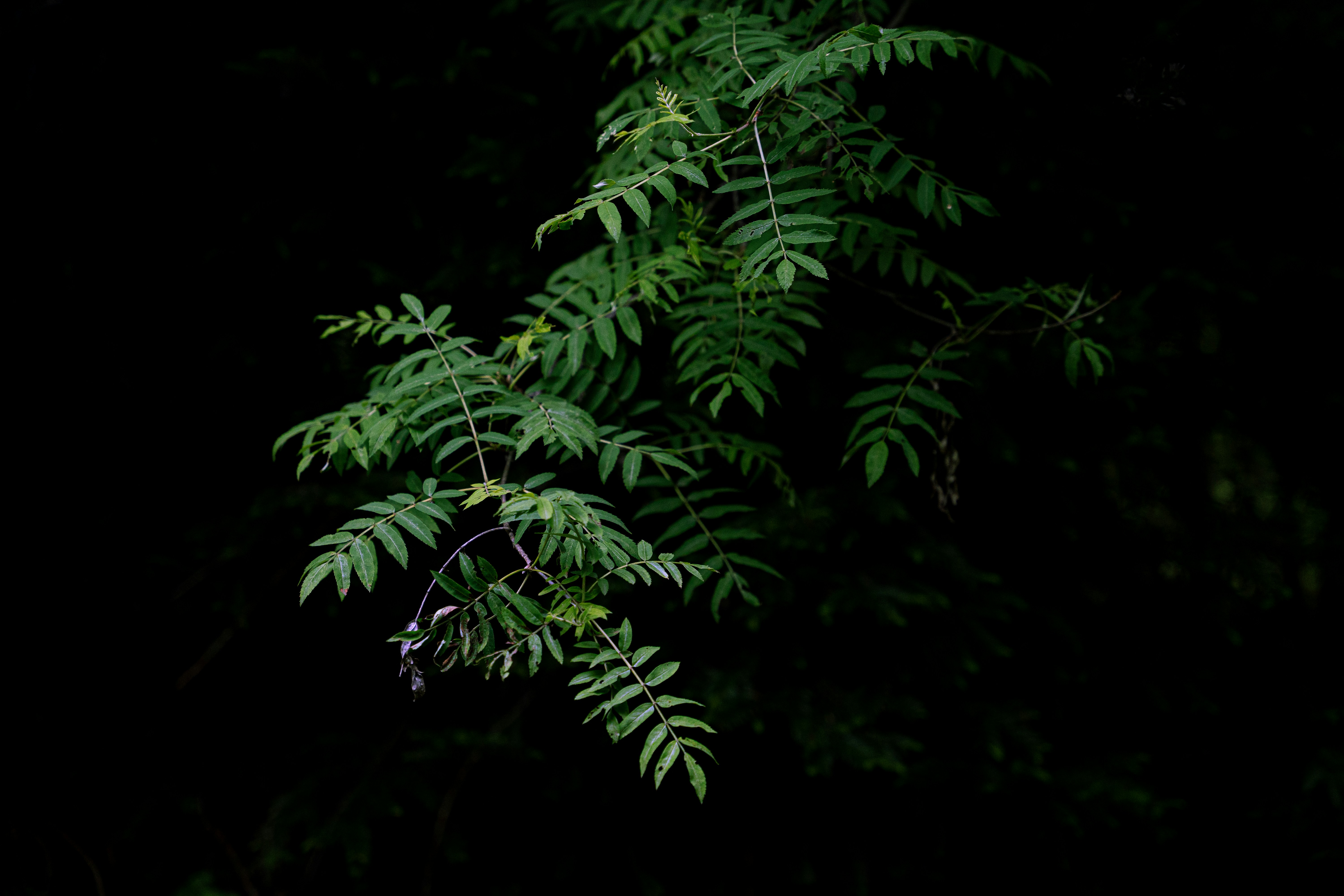 Delicate green leaves illuminated against a dark backdrop, showcasing the intricate patterns of nature. The composition highlights the serene beauty of foliage.
