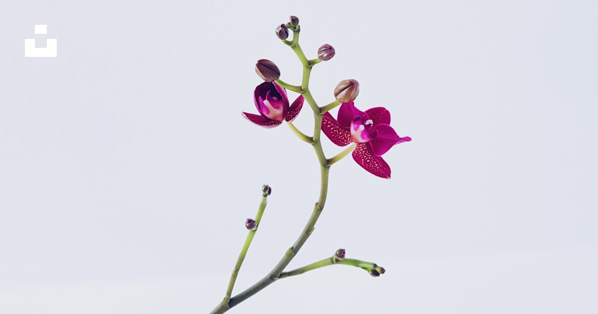 Flor Rosada Con Hojas Verdes Foto Imagen De Rumania Gratuita En Unsplash