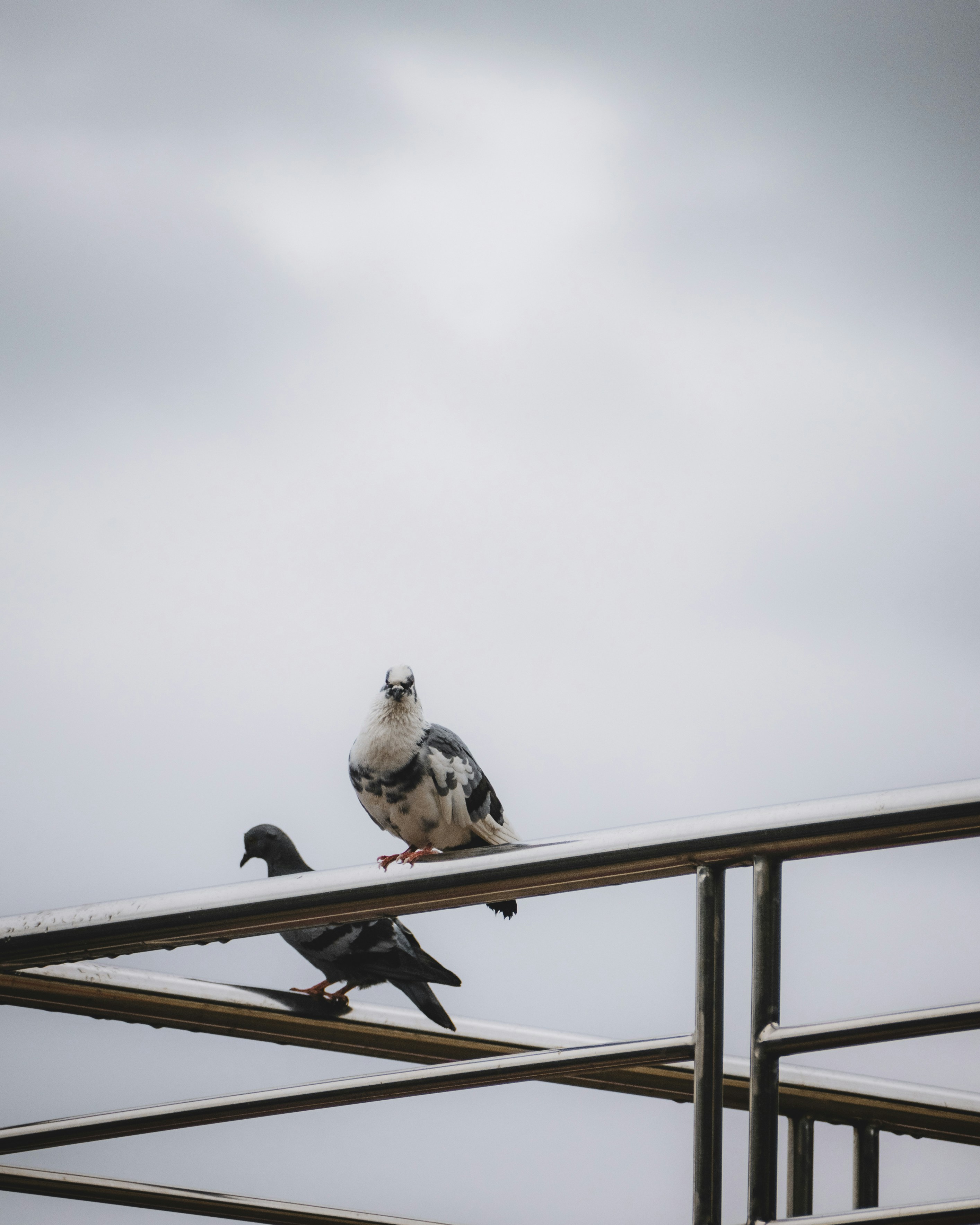 Pale Sentinel on Frosted Rails Beneath an Overcast Sky