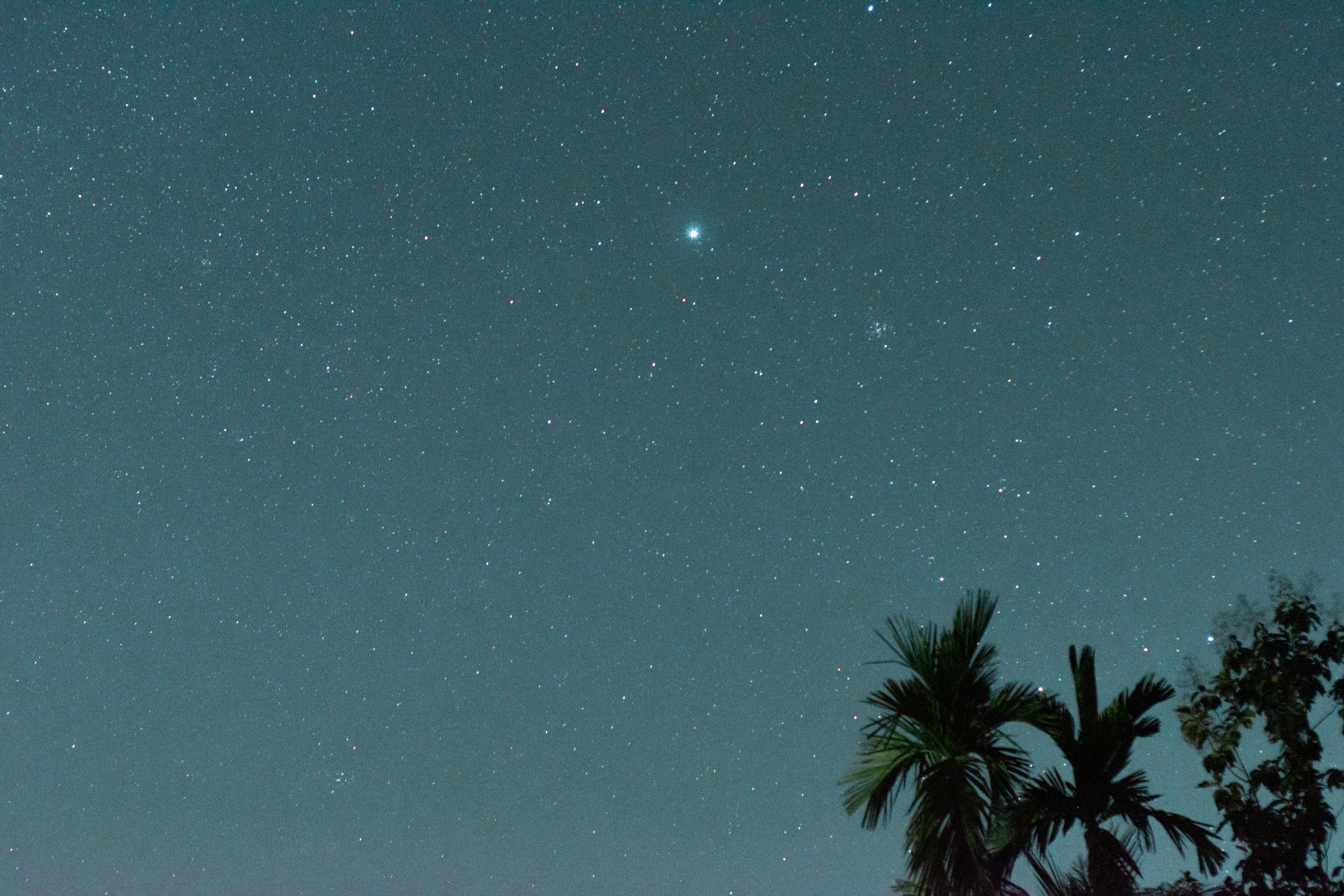 Bright Star Over Tropical Palms: Night Sky Portrait