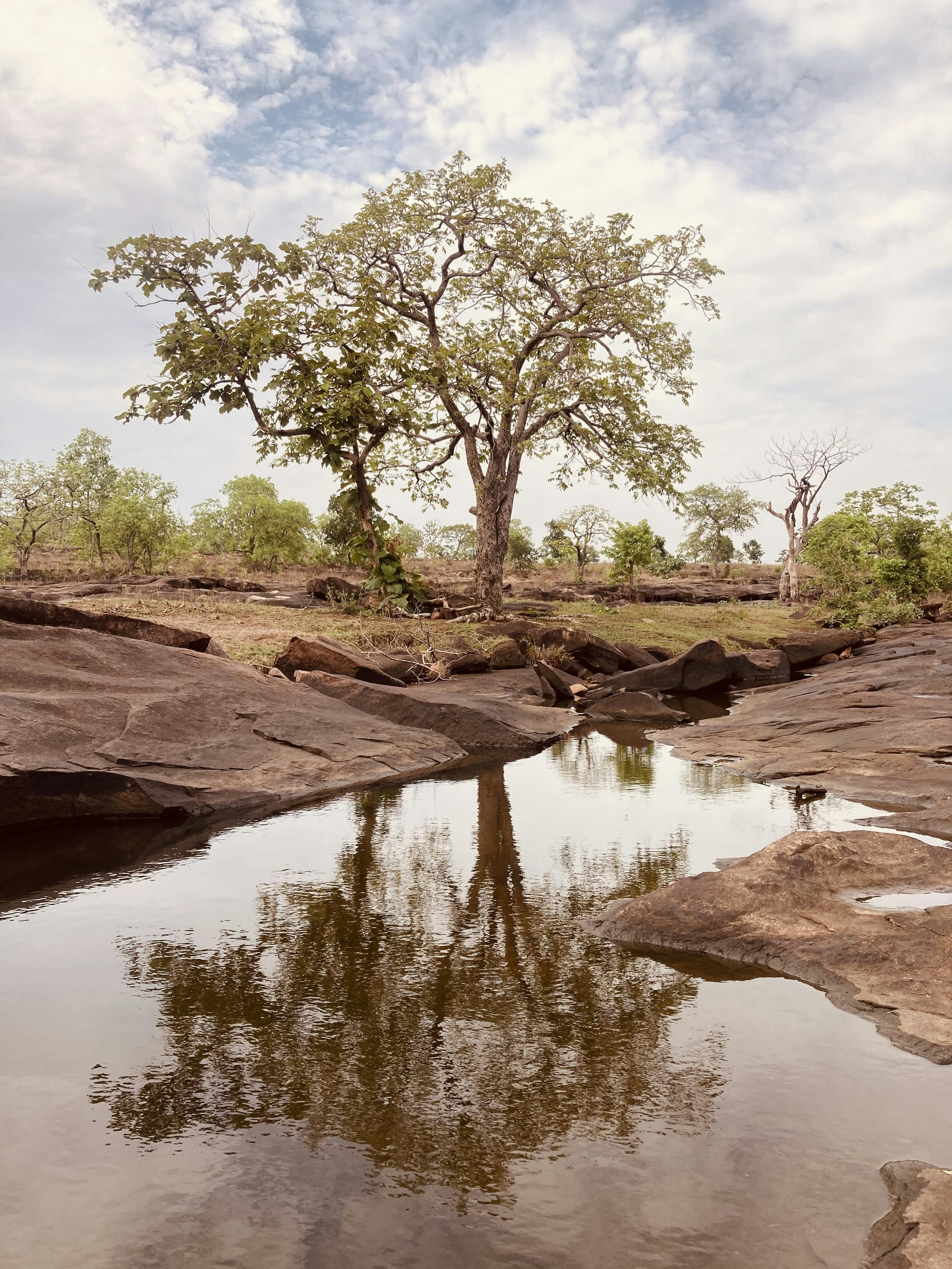 Green trees beside river under white clouds during daytime photo – Free ...