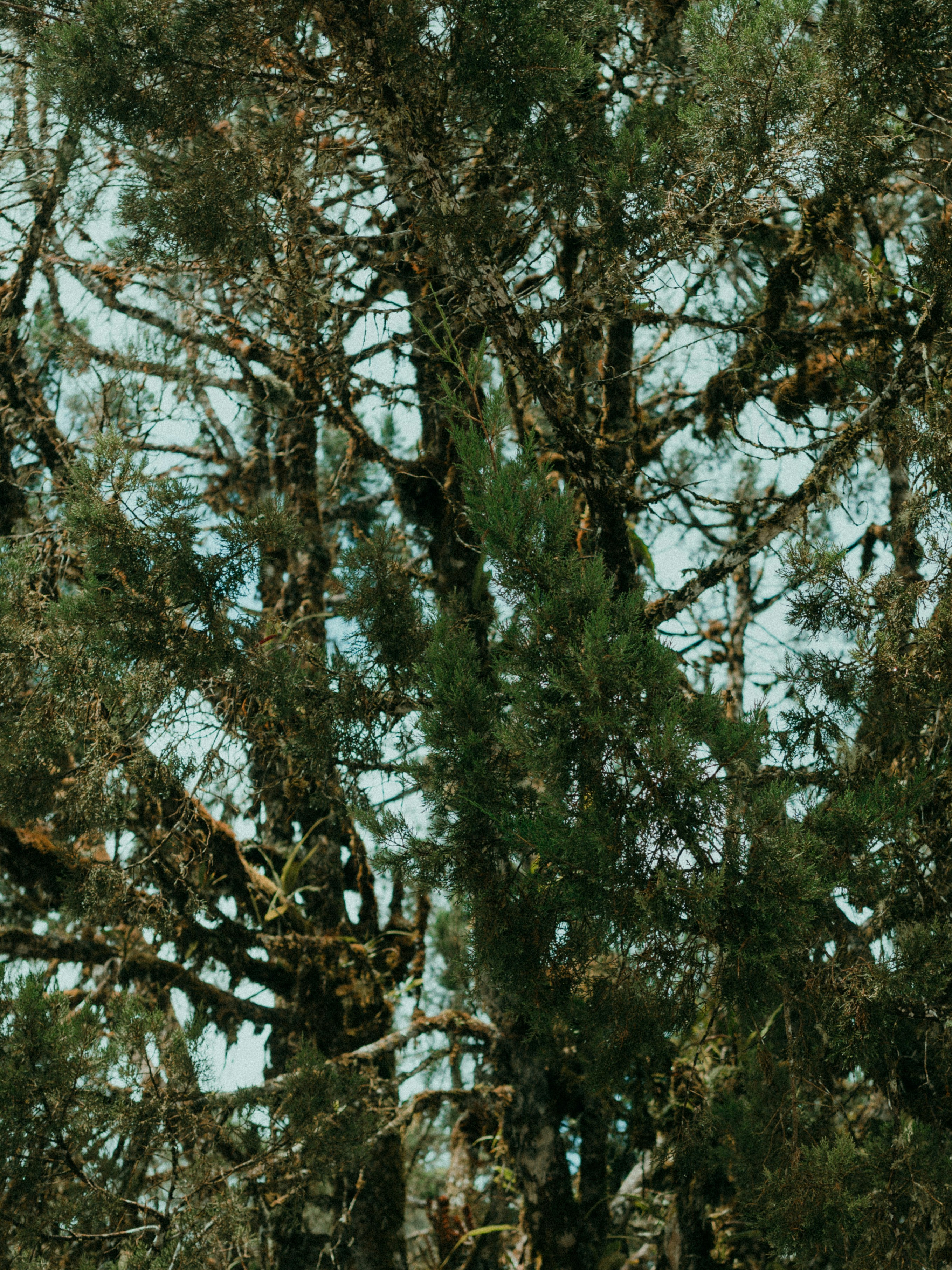 Dense foliage intertwines, showcasing a natural mosaic of branches and leaves against a pale sky.