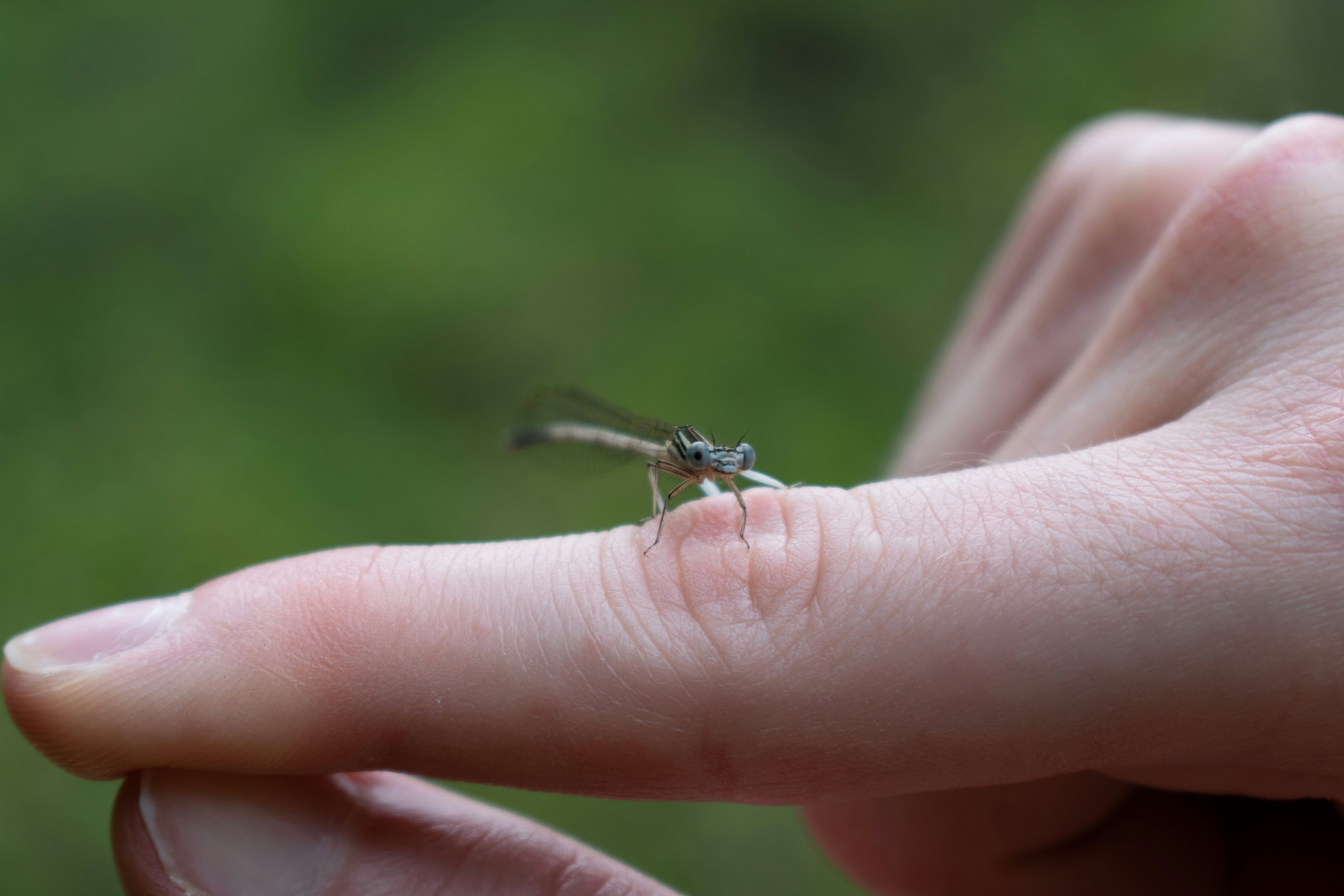 green dragonfly on persons hand