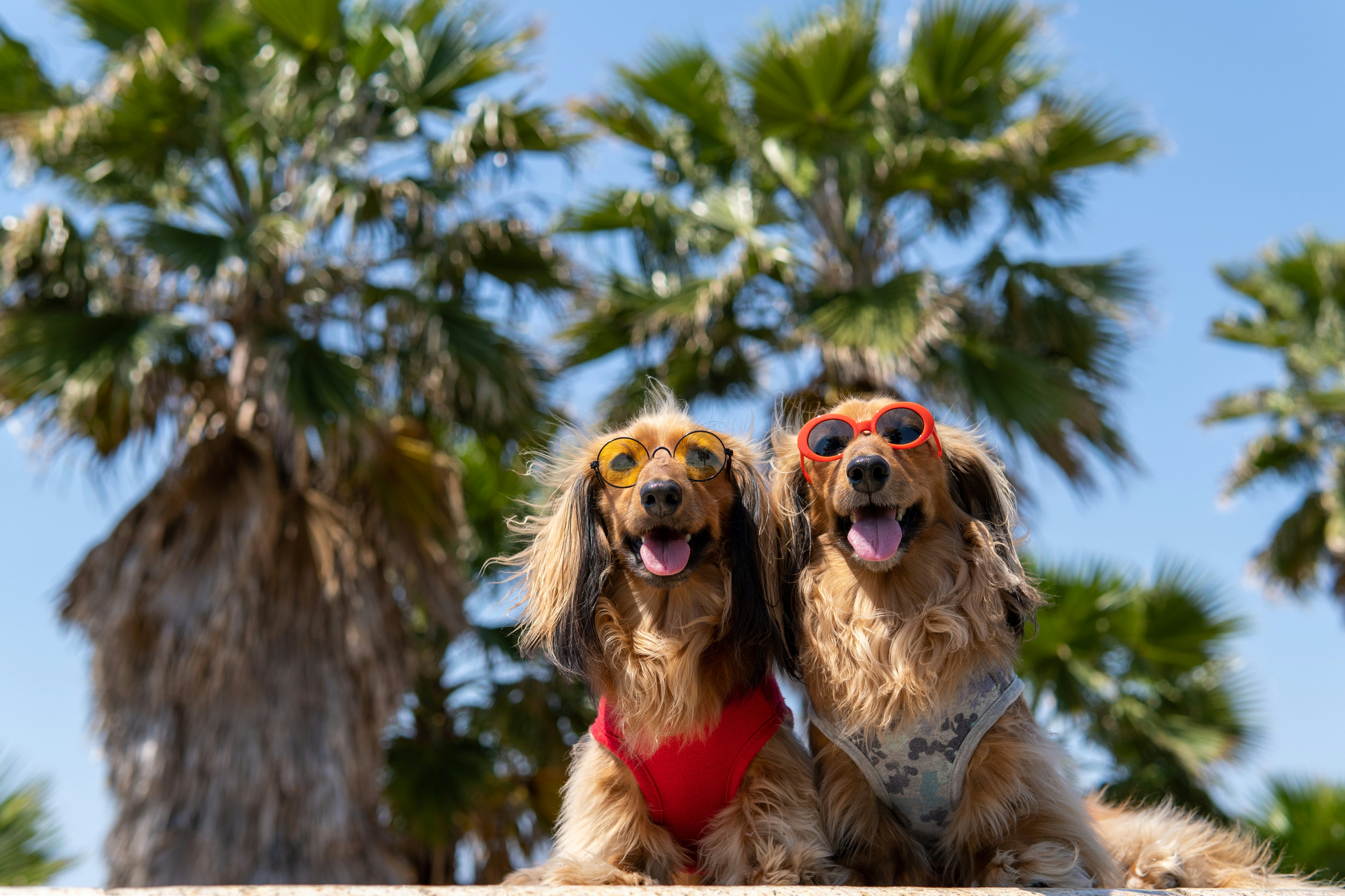 Two cheerful dachshunds wearing colorful sunglasses sit happily against a backdrop of palm trees. Their playful expressions capture the essence of a carefree summer day.