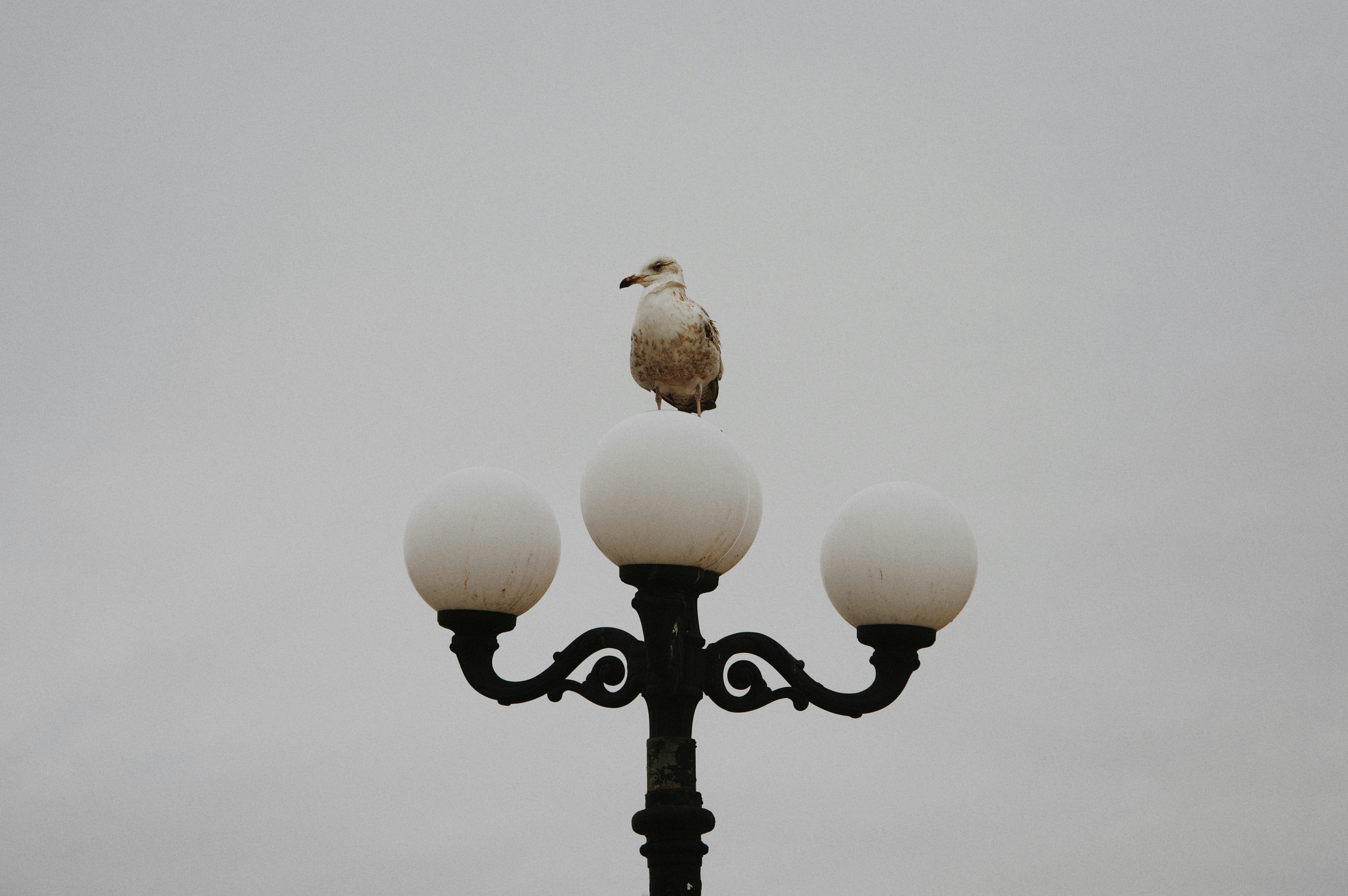 Seagull Sentinel on a Three-Globe Lantern Under a Grey Sky