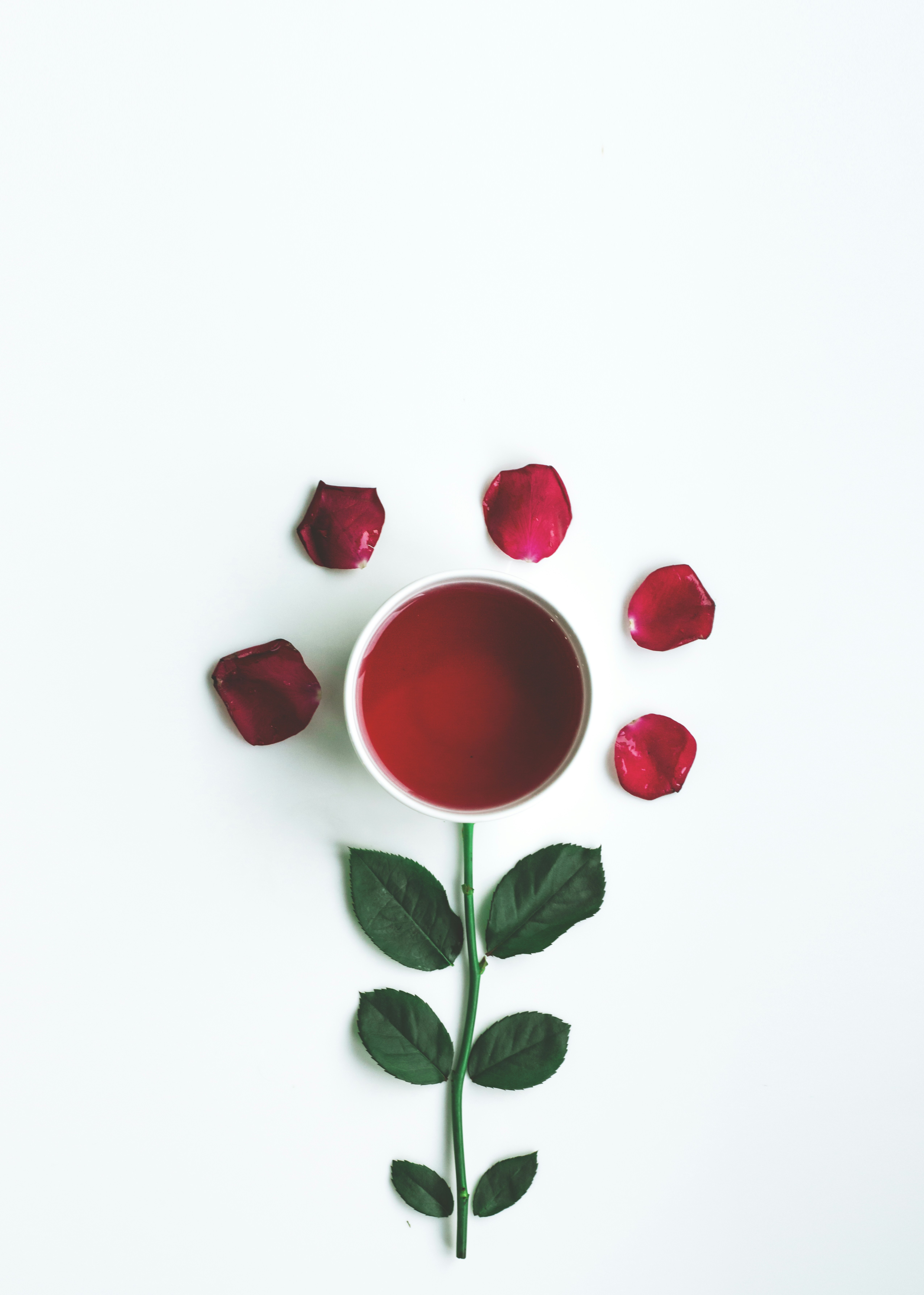 Petal Crown: A Crimson Cup Centered on a Simple Stem