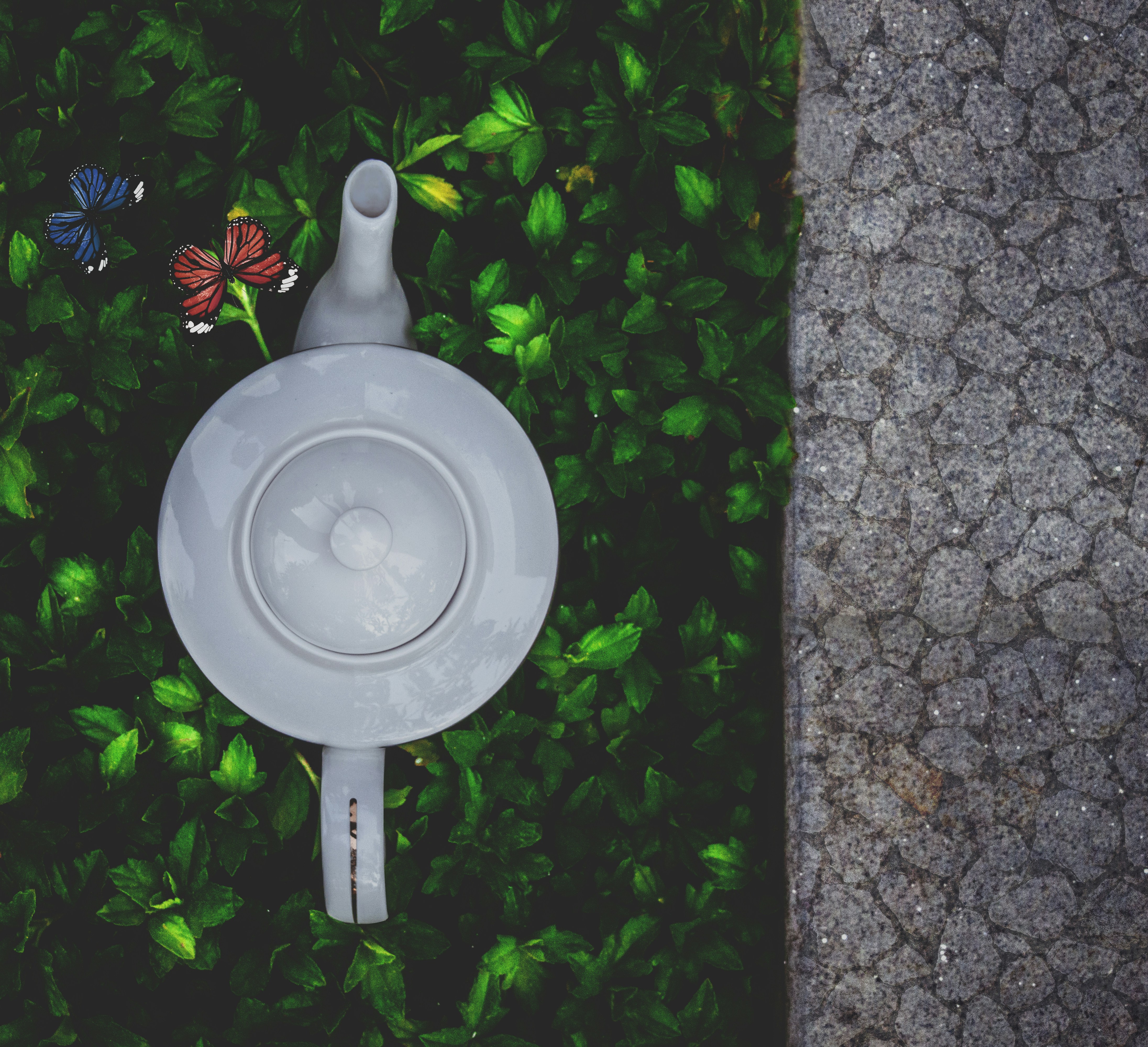 Morning Dew on a Vintage Teapot: Verdant Edge and Concrete Divide