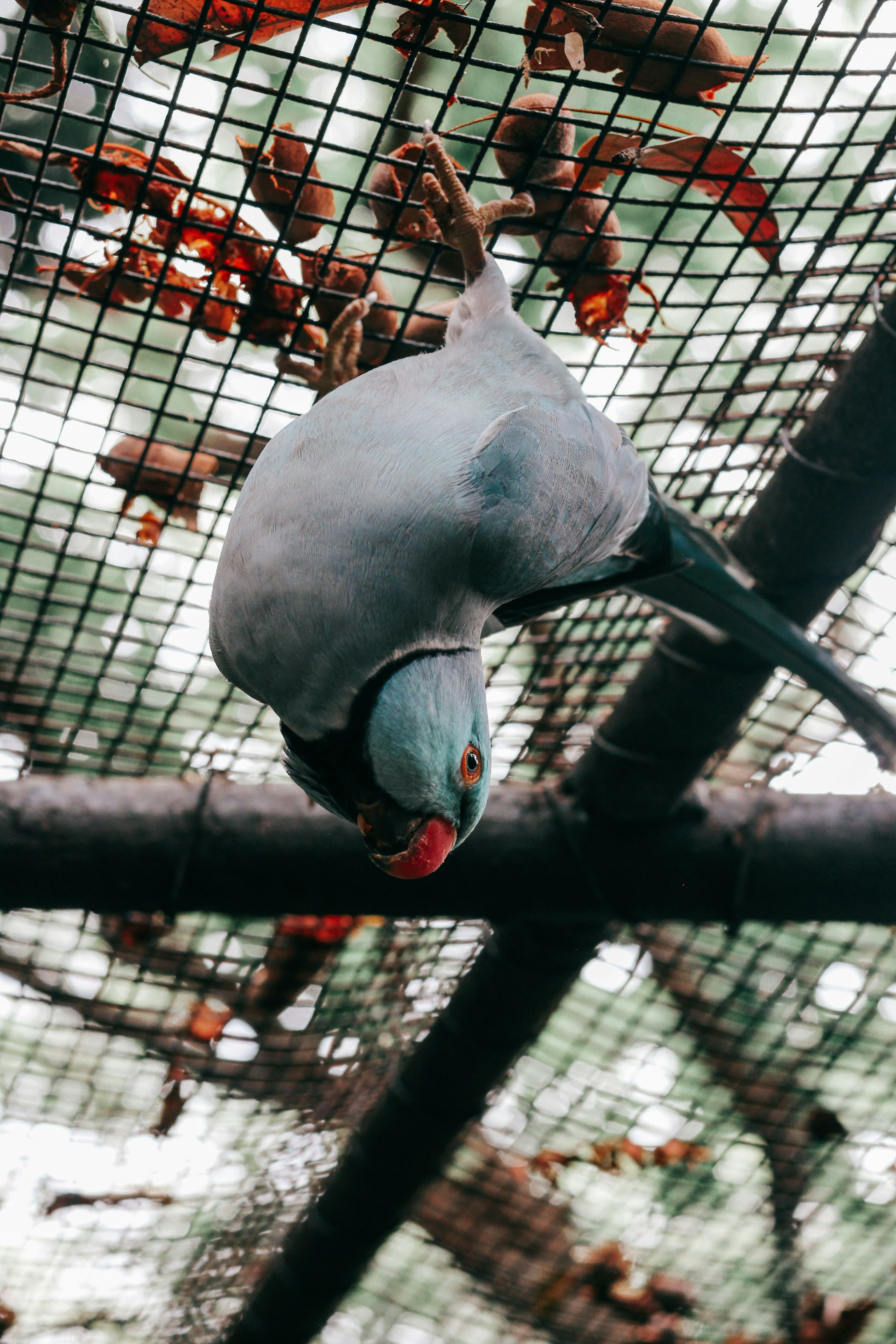 Upside-Down in the Mesh: A Blue-Gray Pigeon Clings to a Cage