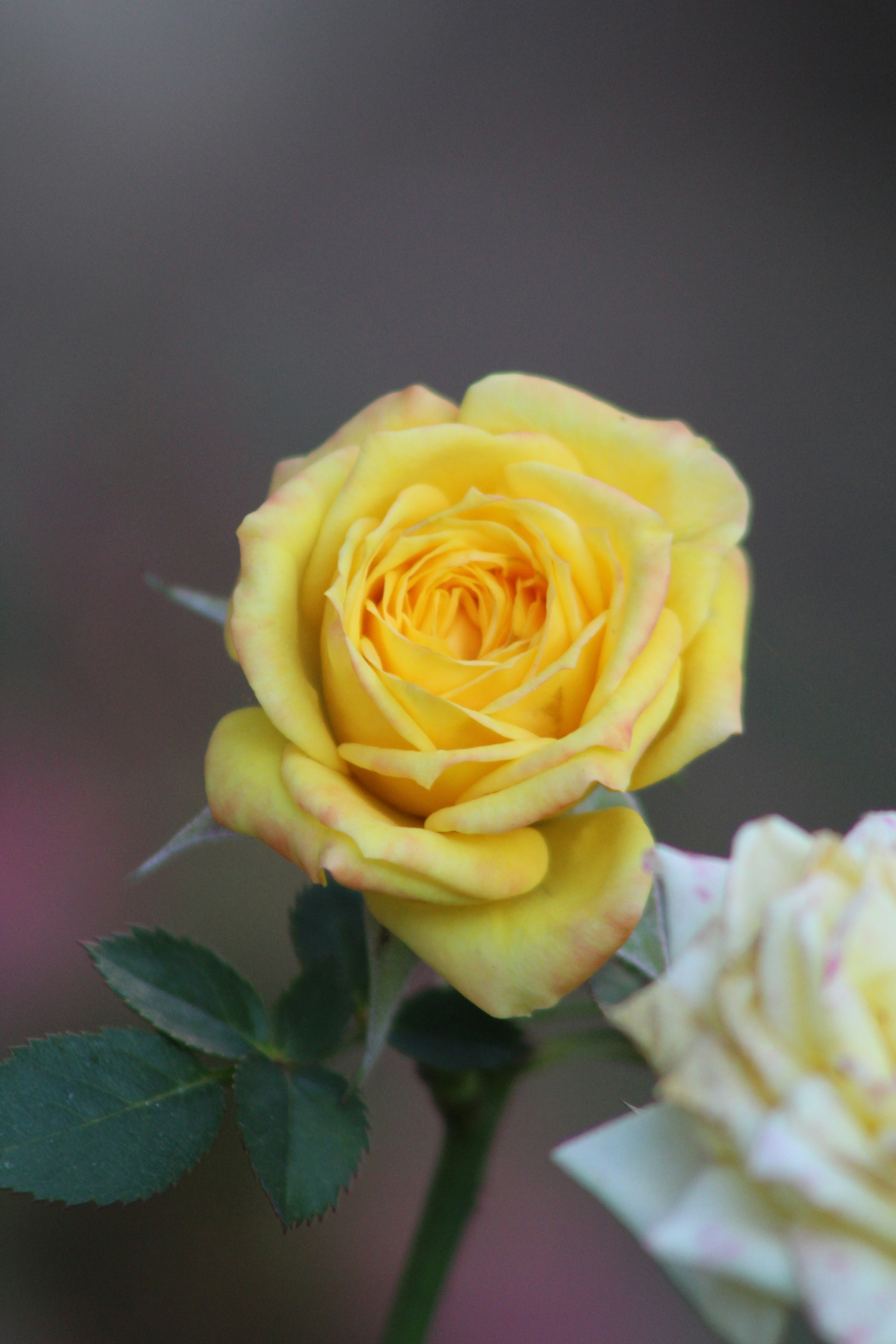 Vibrant yellow rose in full bloom, showcasing intricate petal layers against a softly blurred background.