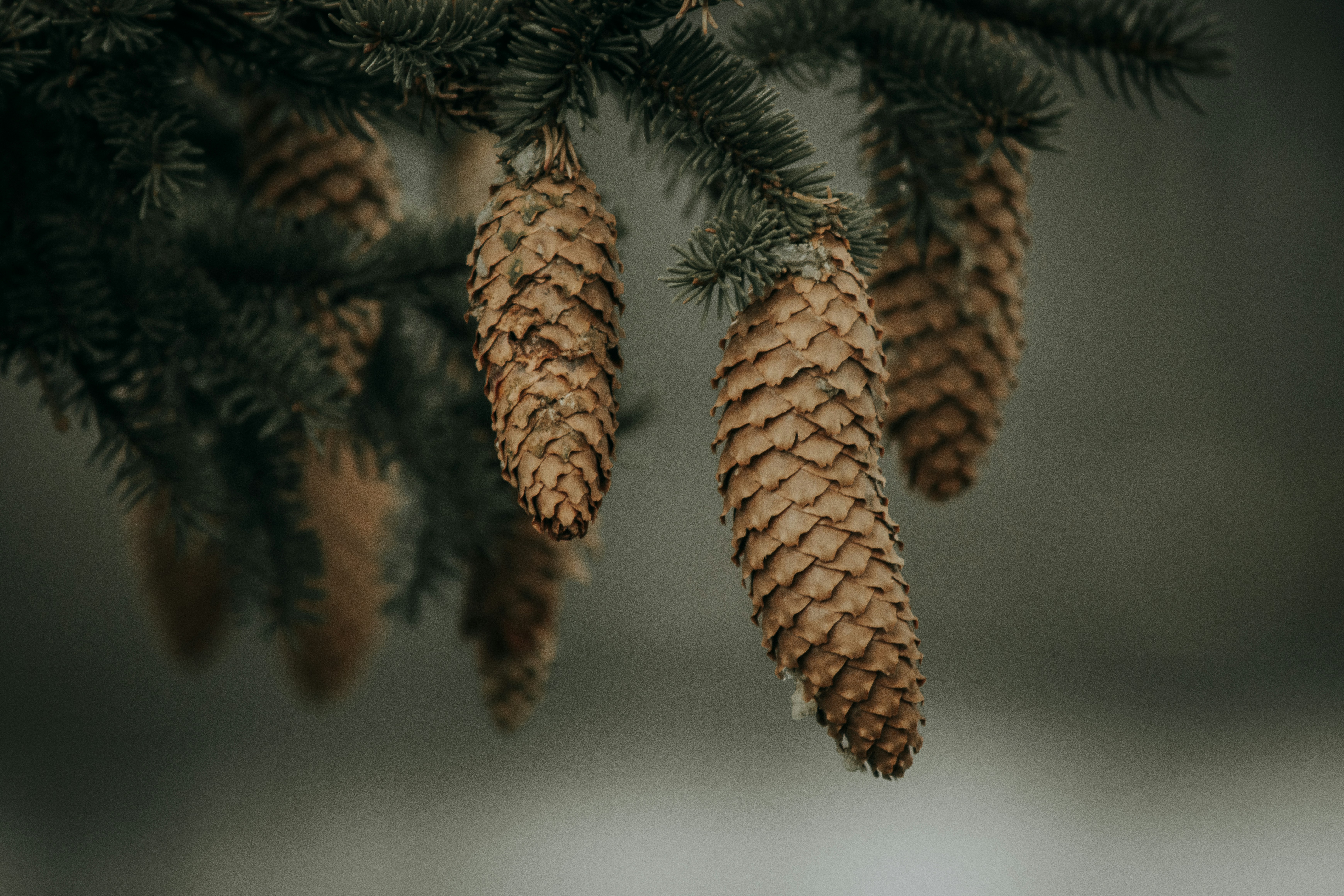 Cones on a Quiet Bough: A Winter Close-Up