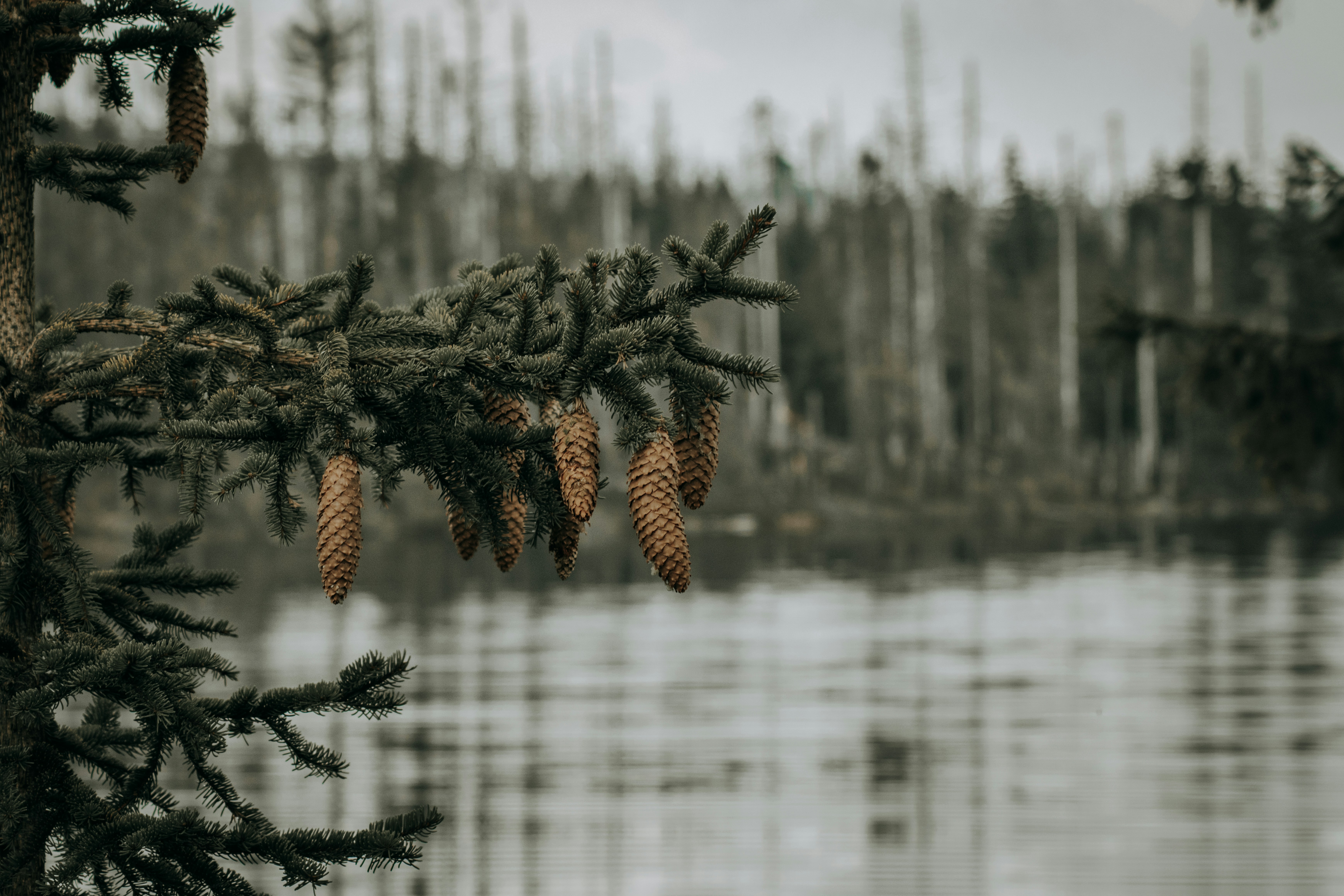 Pendulous Pine Cones Framed by a Quiet Lake Mist