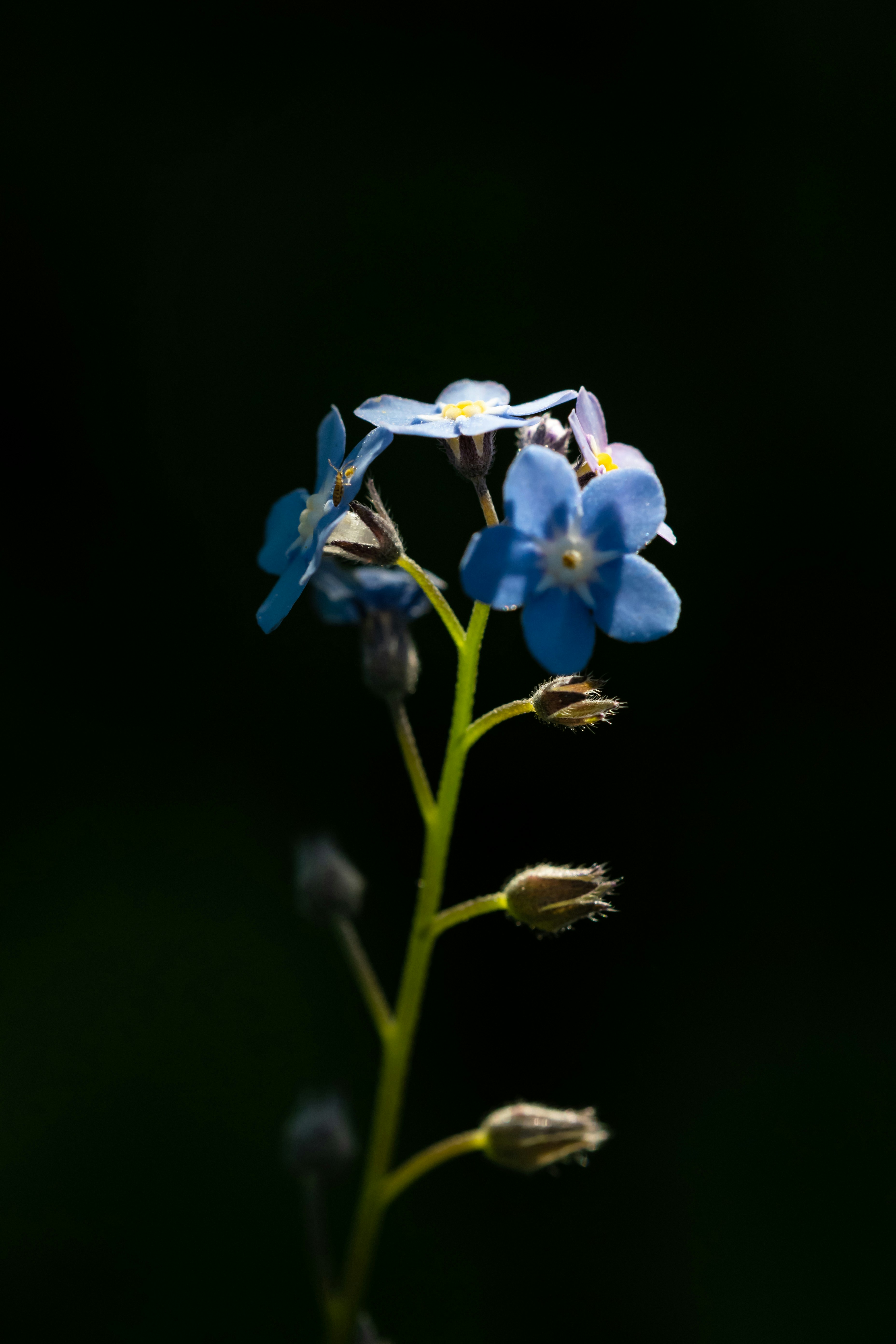 Blue and white flowers in tilt shift lens photo – Free Flower Image on ...