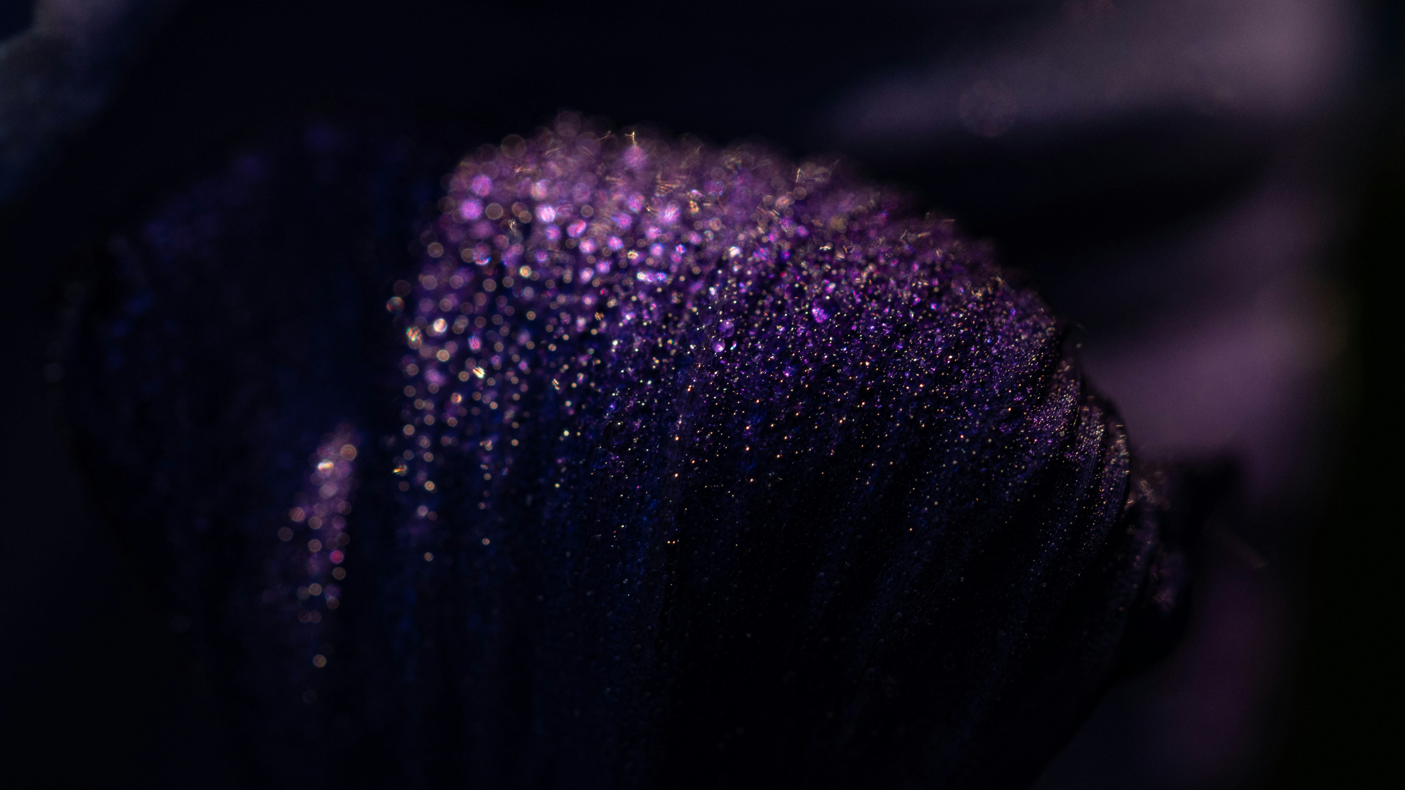 Close-up of a purple flower petal with sparkling dew droplets in low light.