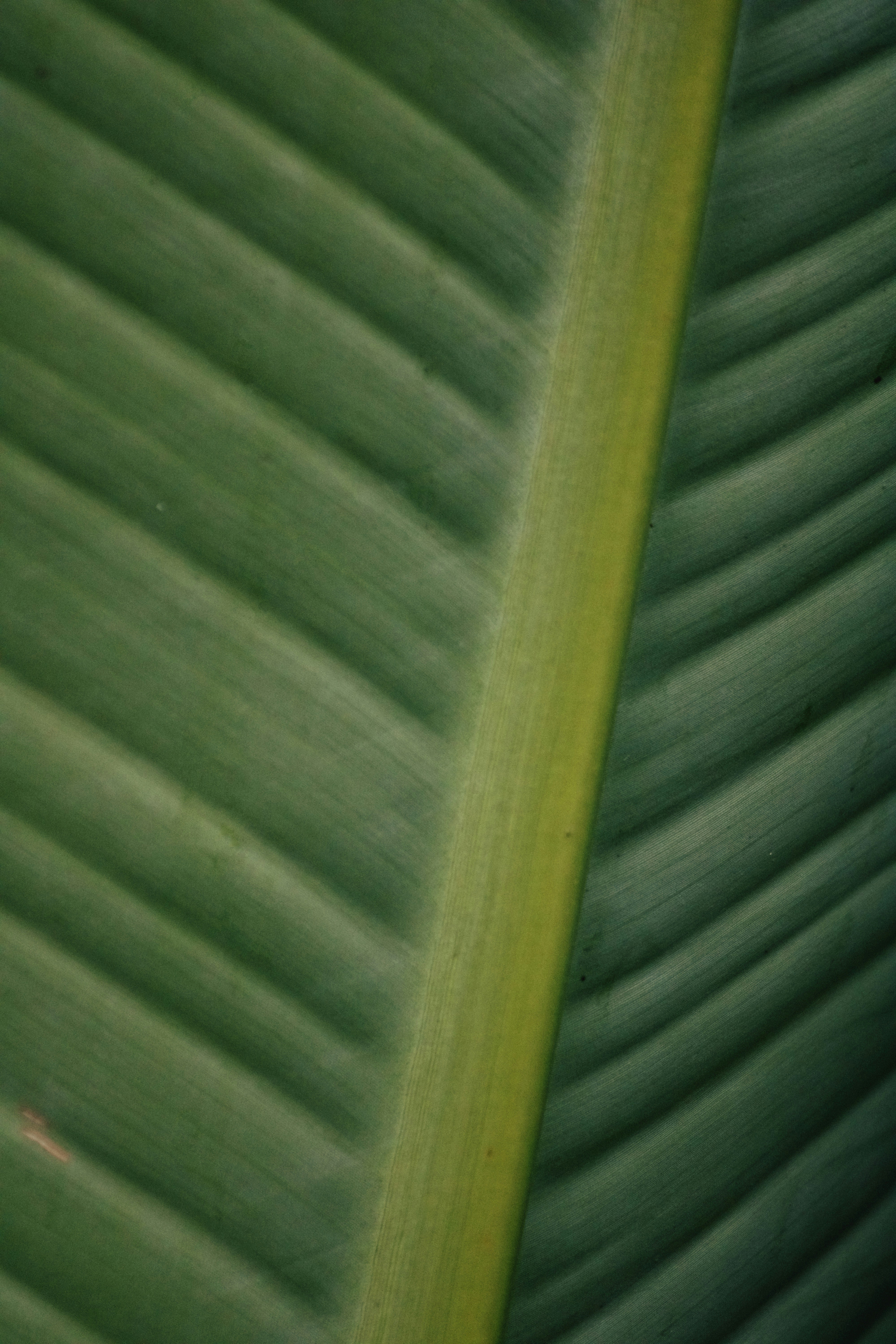 Close-up of a green leaf showcasing its detailed vein structure and texture. Natural patterns highlight the leaf's vitality.
