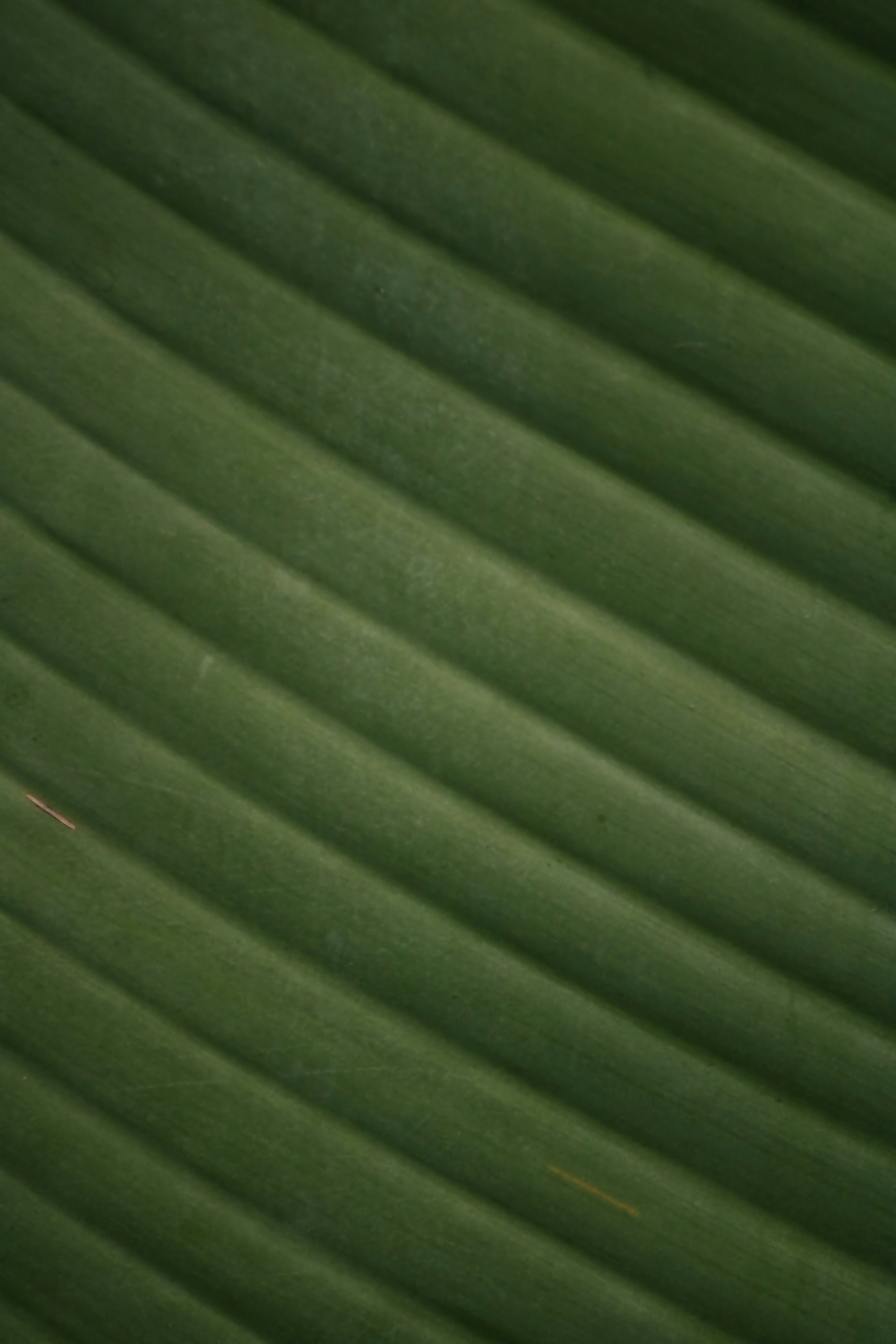 Emerald Ribs: A Macro Portrait of Leaf Texture