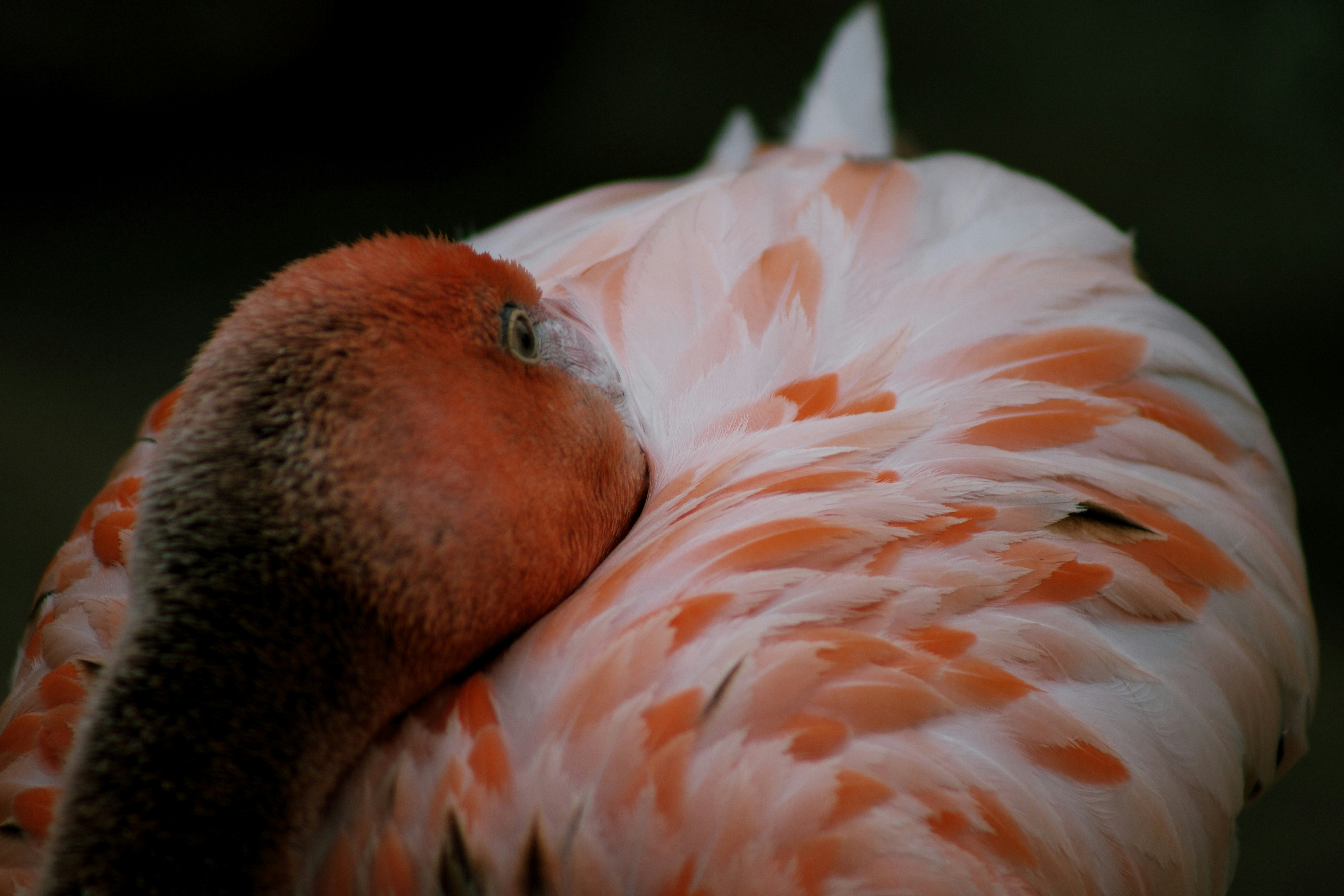 pink and white flamingo bird
