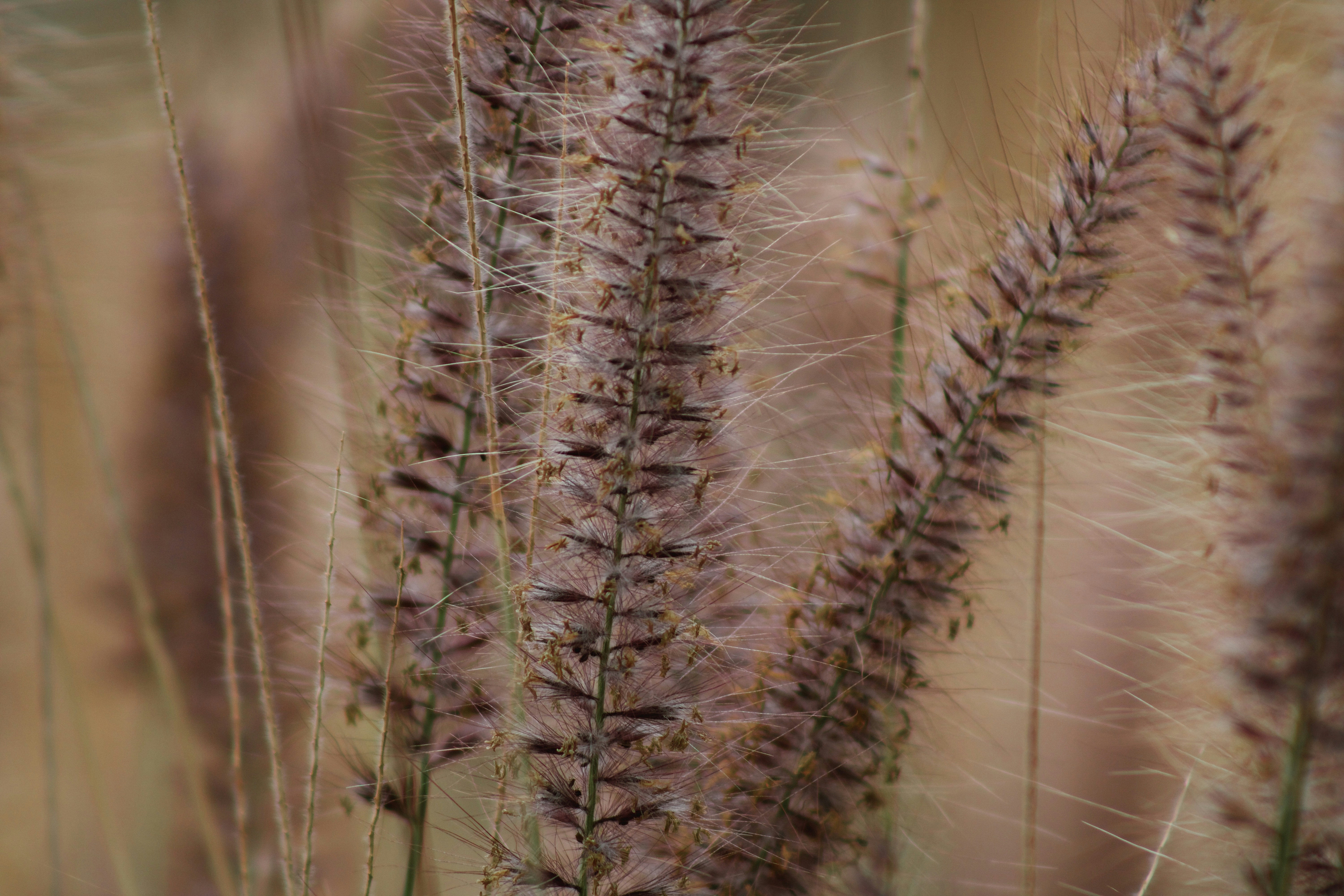 Delicate purple grass plumes sway gently in a soft breeze, showcasing intricate textures and patterns. The focus on the grass emphasizes the beauty of natural elements.