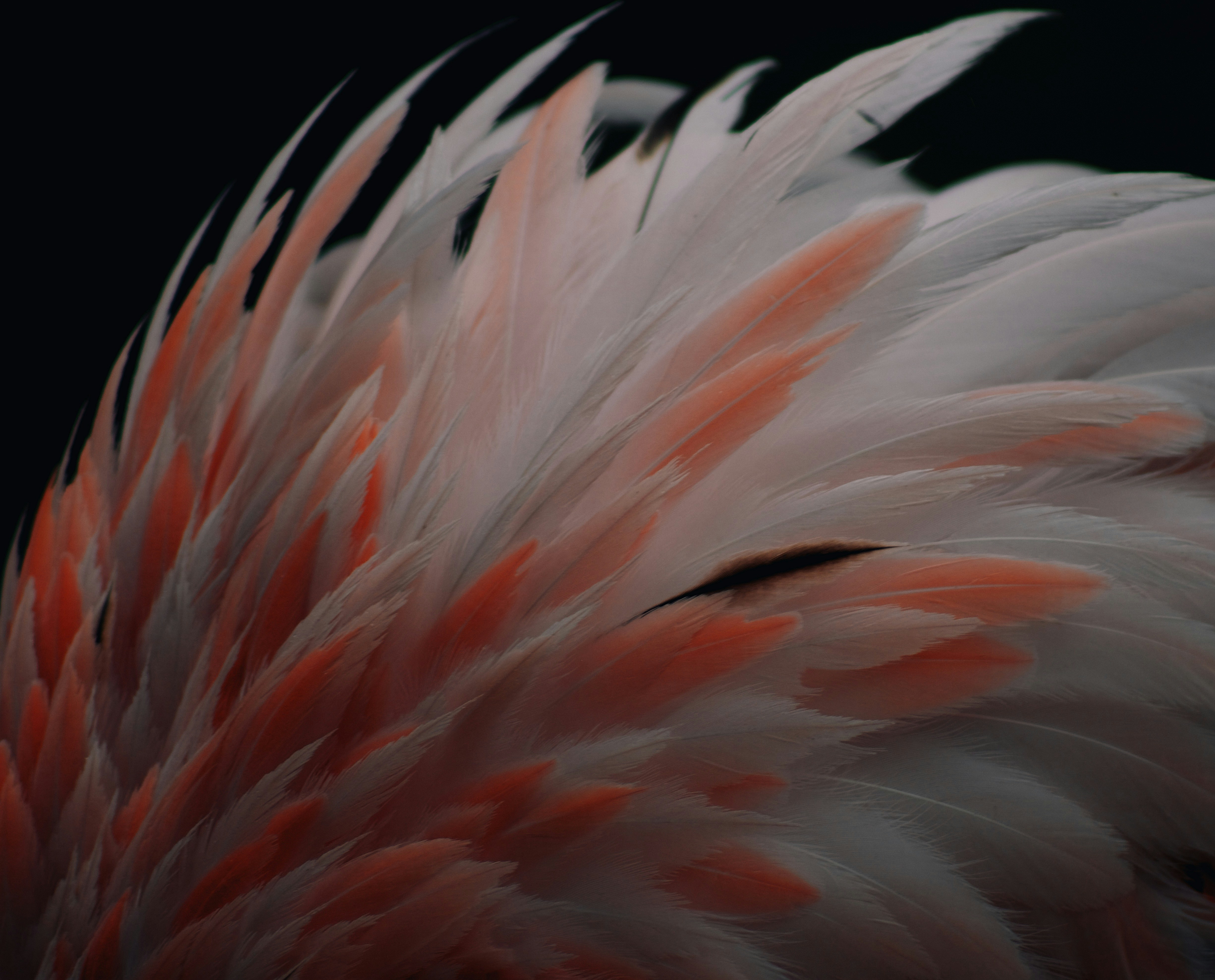 Close-up of a flamingo's feathers showcasing delicate textures and soft hues of pink and white against a dark background.