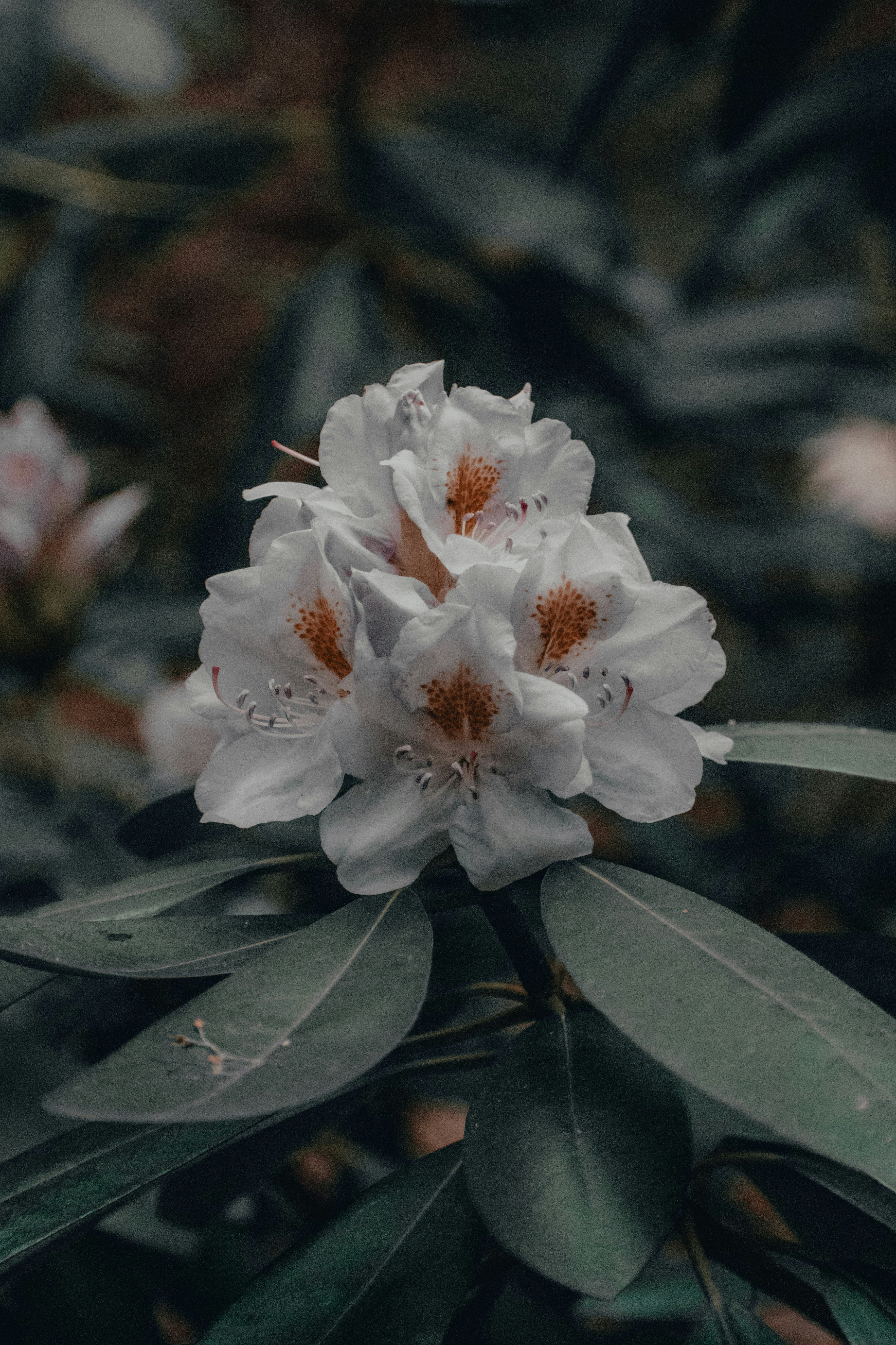 Delicate white rhododendron blossoms with orange accents surrounded by lush green leaves.