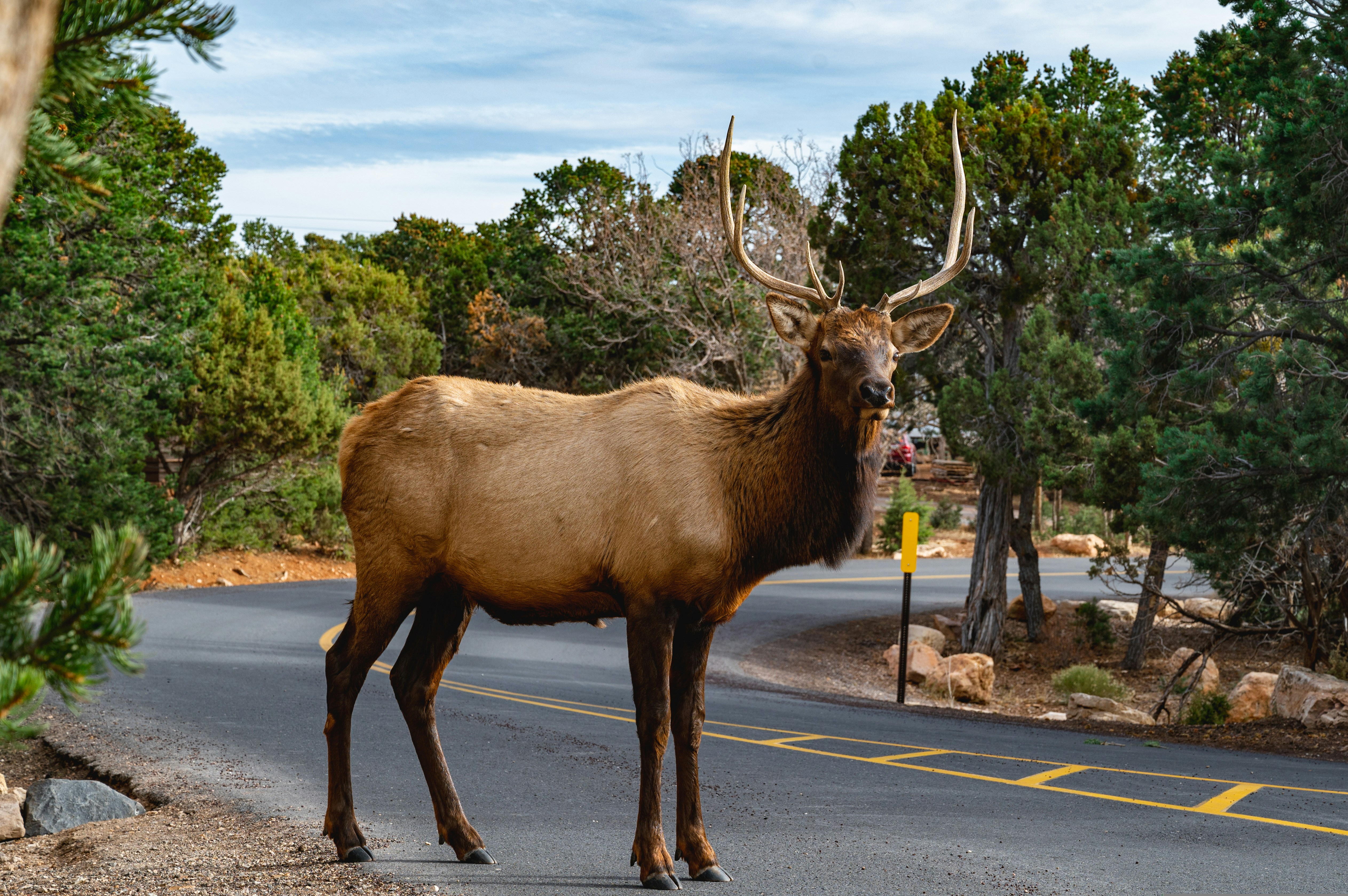 A bull elk standing in observation of the crowd at the shuttle for the Grand Canyon South Kaibab trailhead. | brown deer on gray asphalt road during daytime
