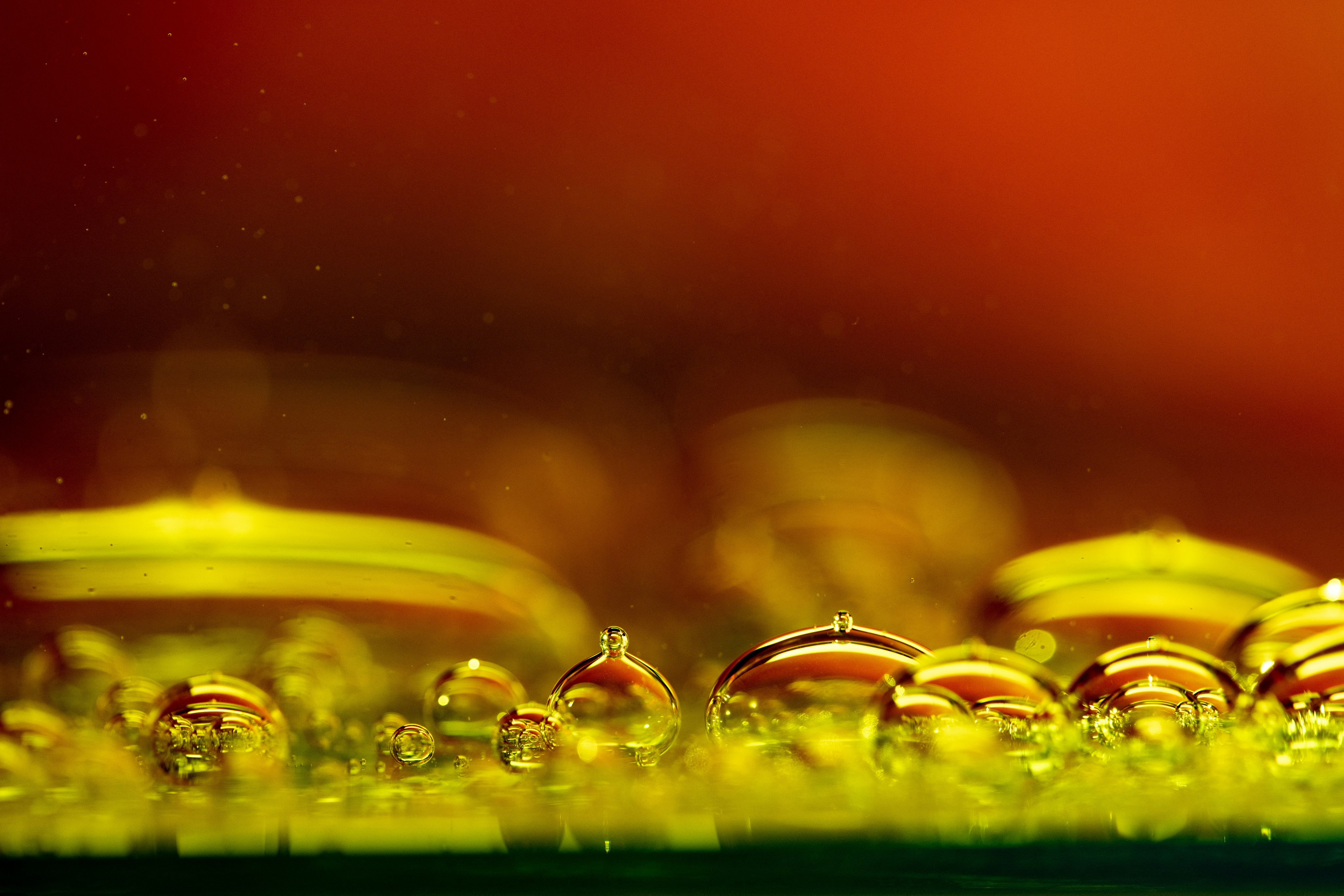 Beads of Light on a Lime Green Crest: A Macro Dawn