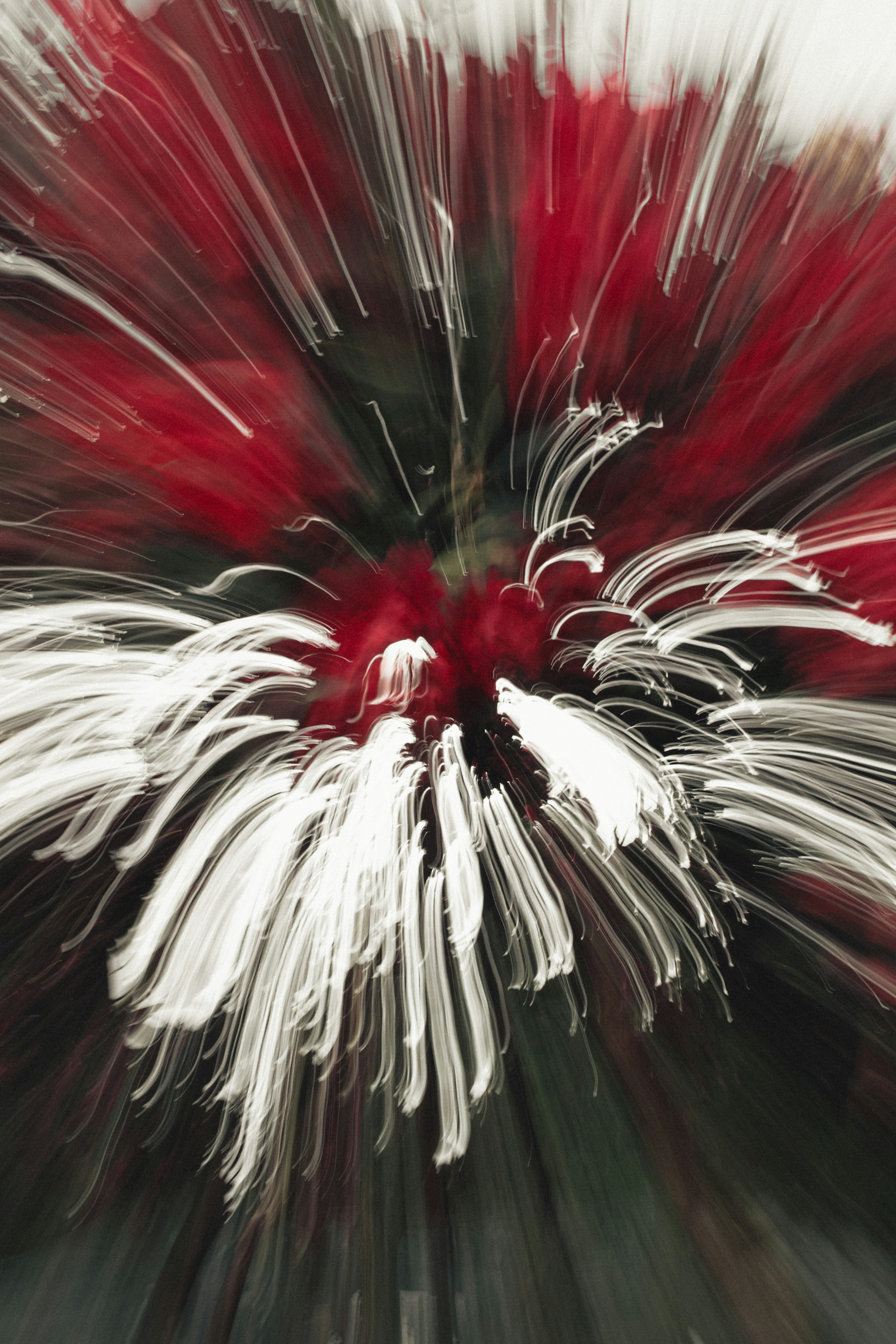 Radial Firework Bloom: Crimson and Ivory Burst at the Center