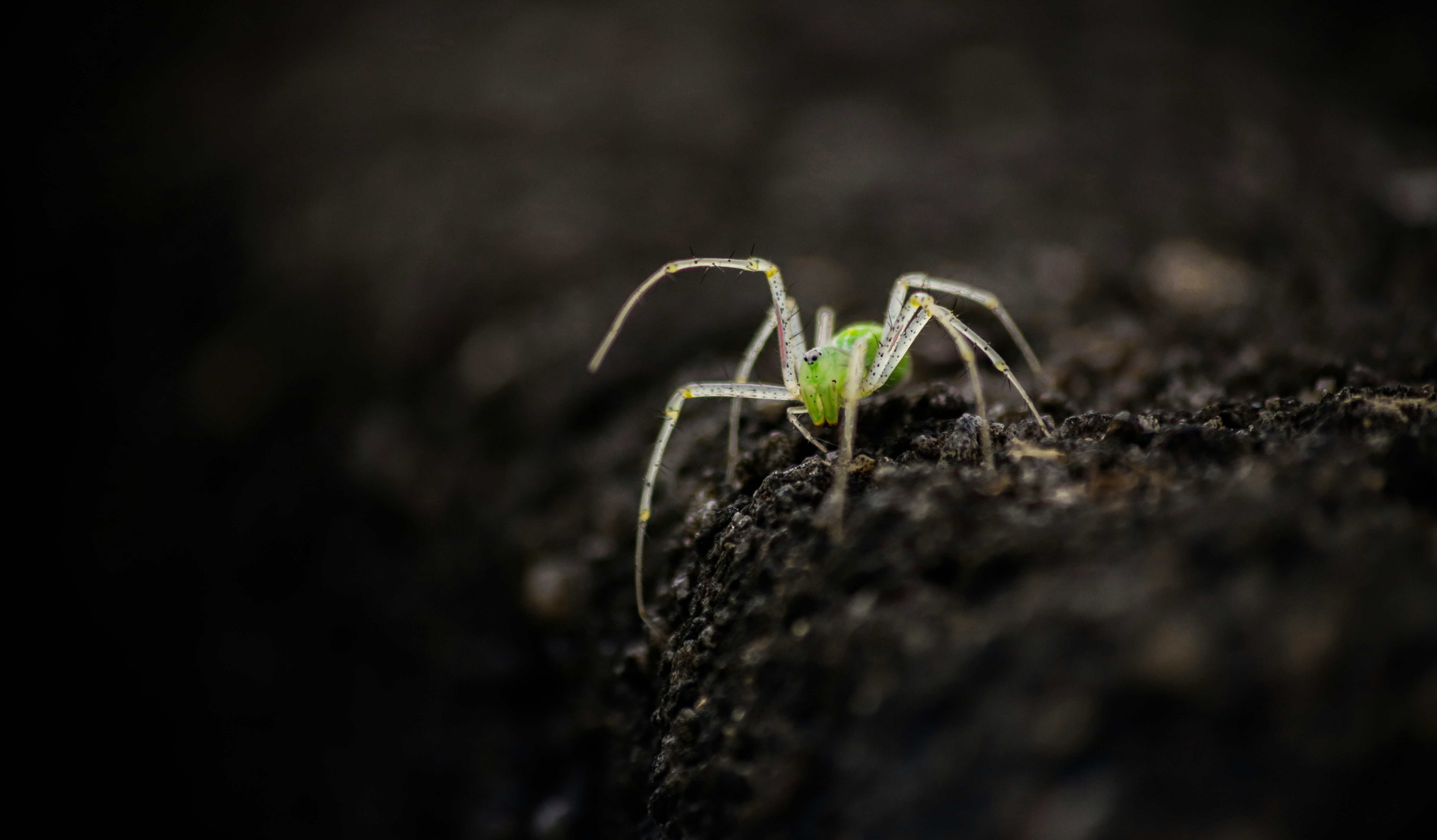 Close-up of a green spider navigating a dark, textured surface, showcasing its delicate features and intricate legs.