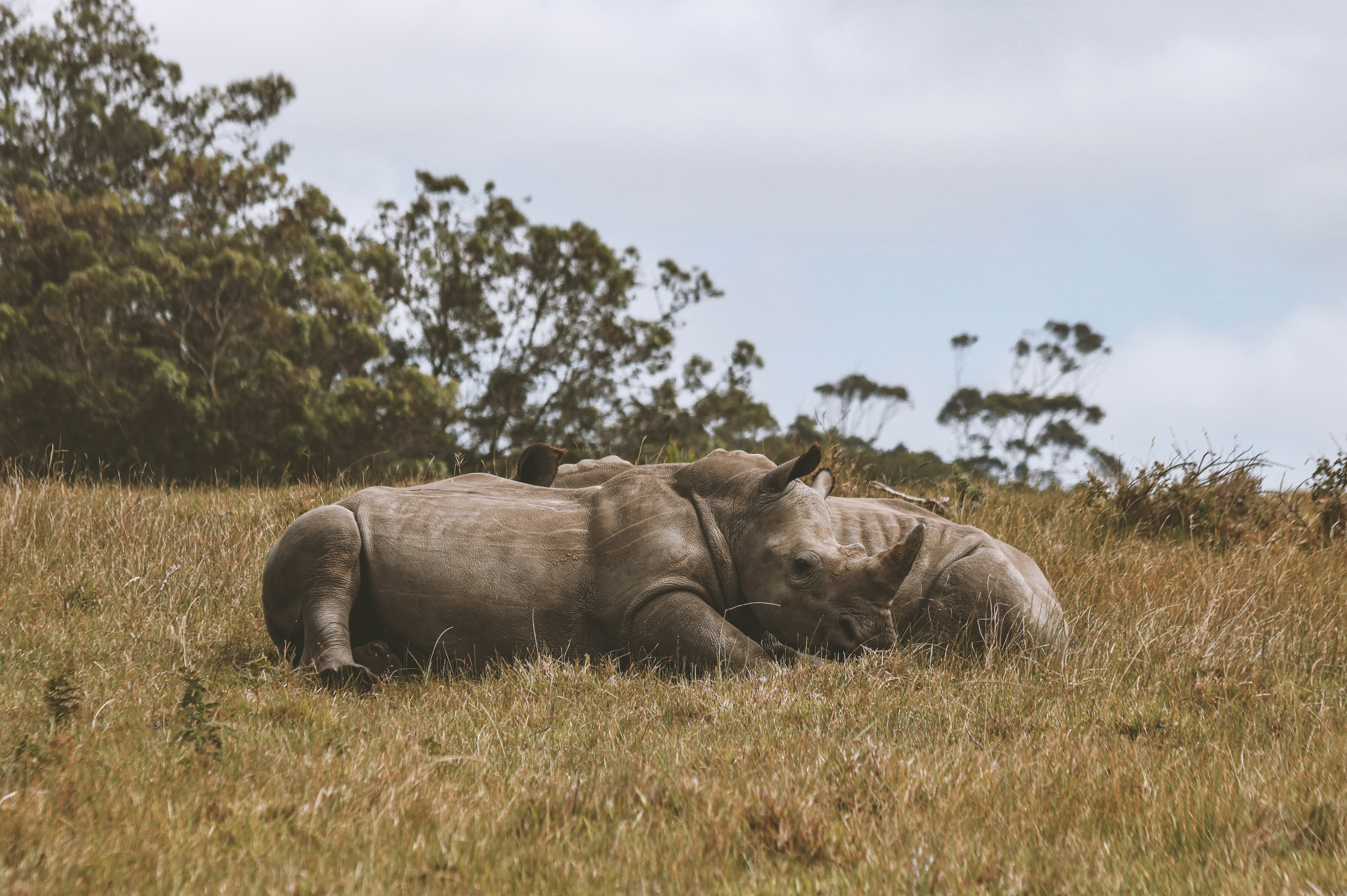 Gray rhinoceros on brown grass field during daytime photo – Free Animal ...