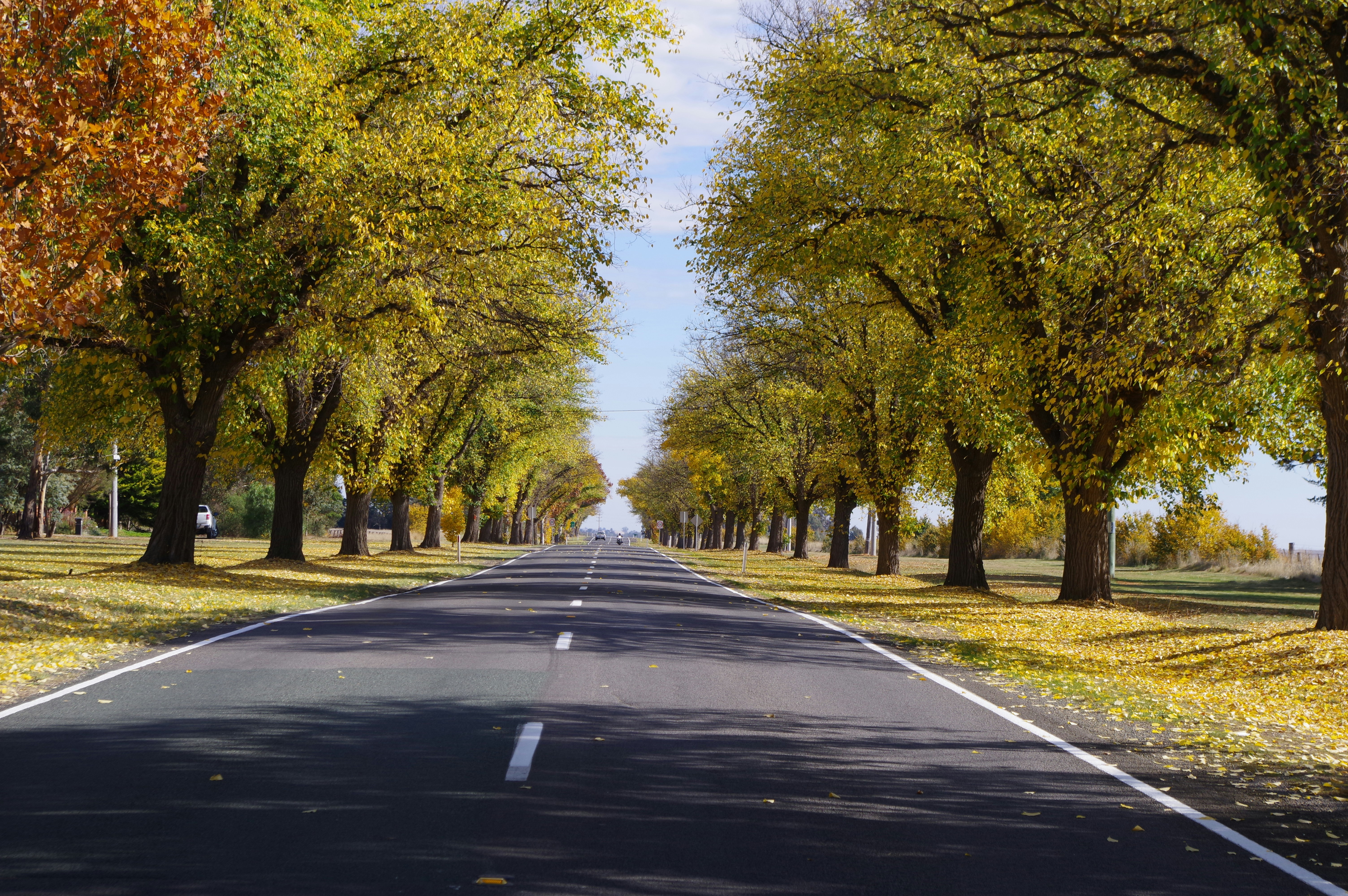 Autumn road photograph through a tree-lined corridor, with gold leaves forming a symmetrical tunnel as the road recedes toward the horizon.