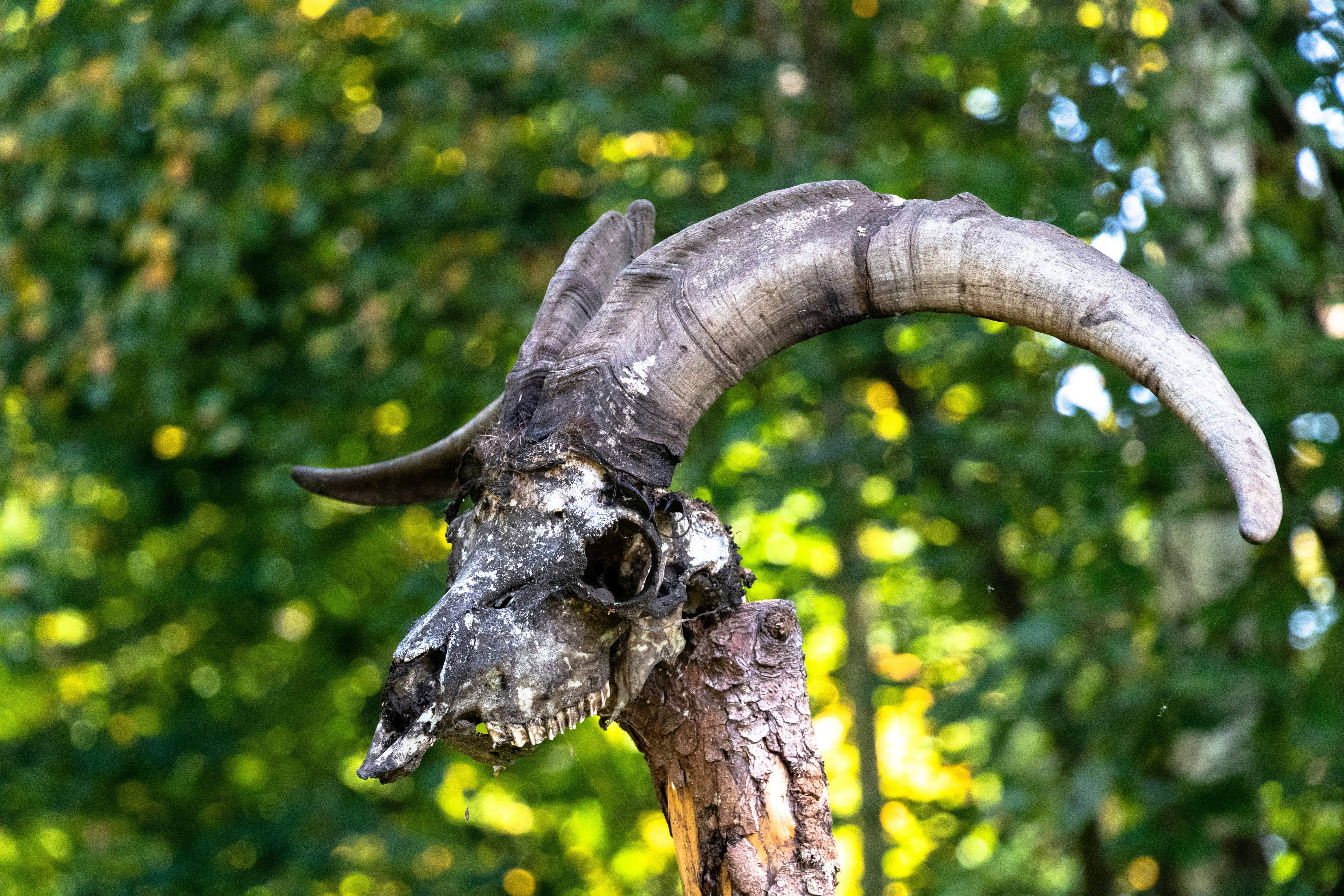 Sunlit Ram Skull on a Weathered Post Amid a Verdant Backdrop
