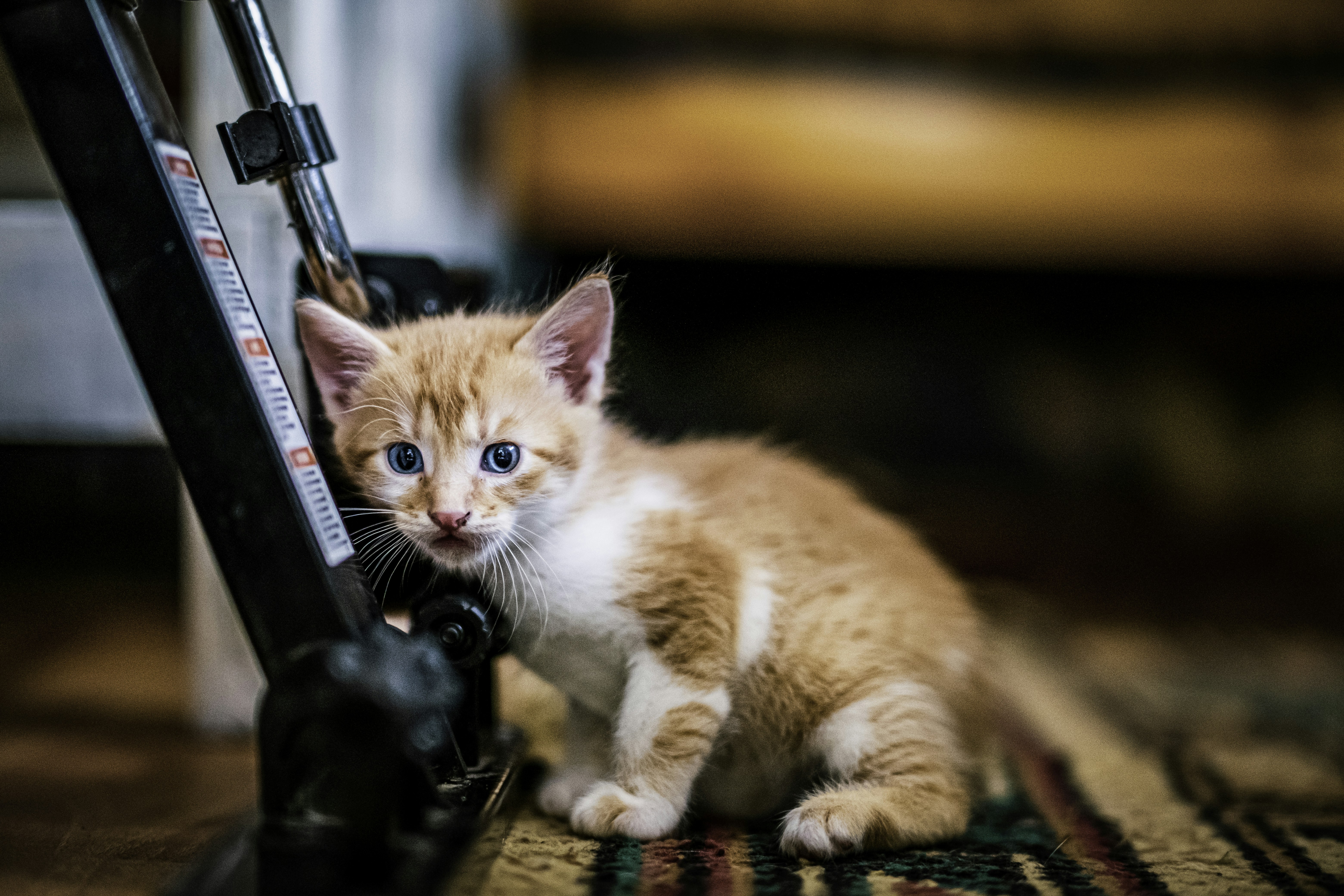 Playful orange and white kitten exploring a vintage bicycle pump on a patterned rug.