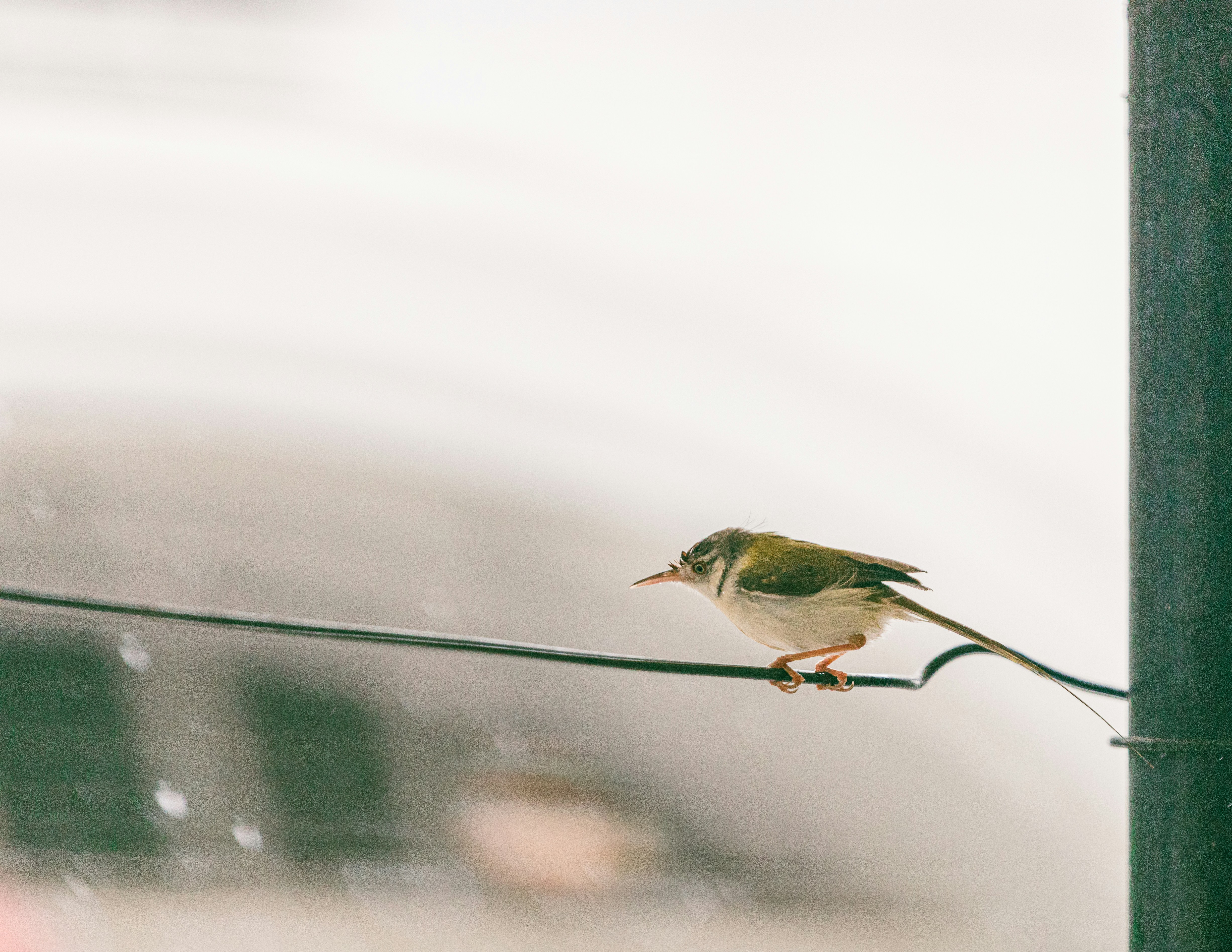 On a Thin Wire: Tiny Bird in a Quiet Moment