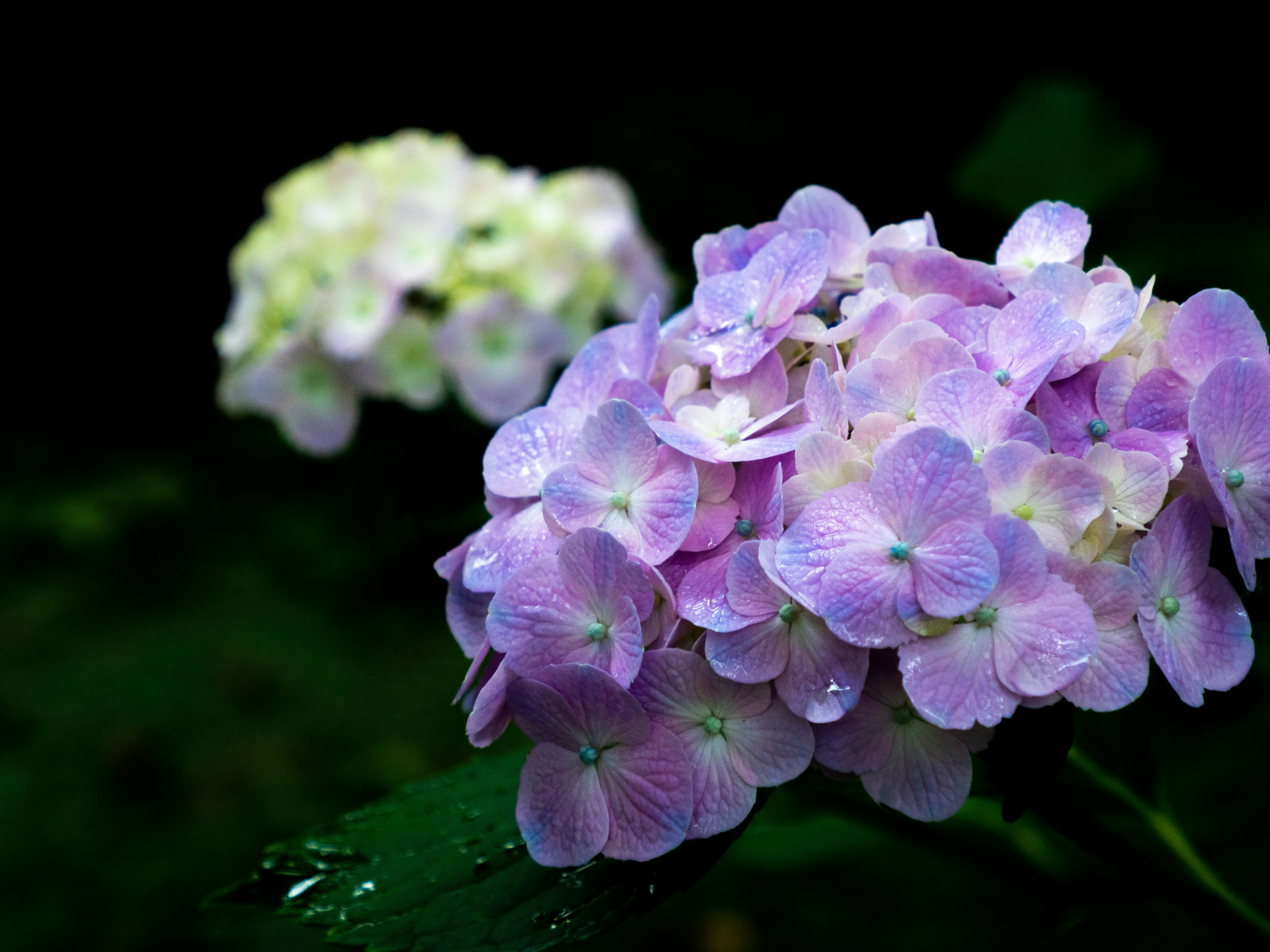 Raindrop-speckled pink hydrangeas against a soft-focus dark green background.