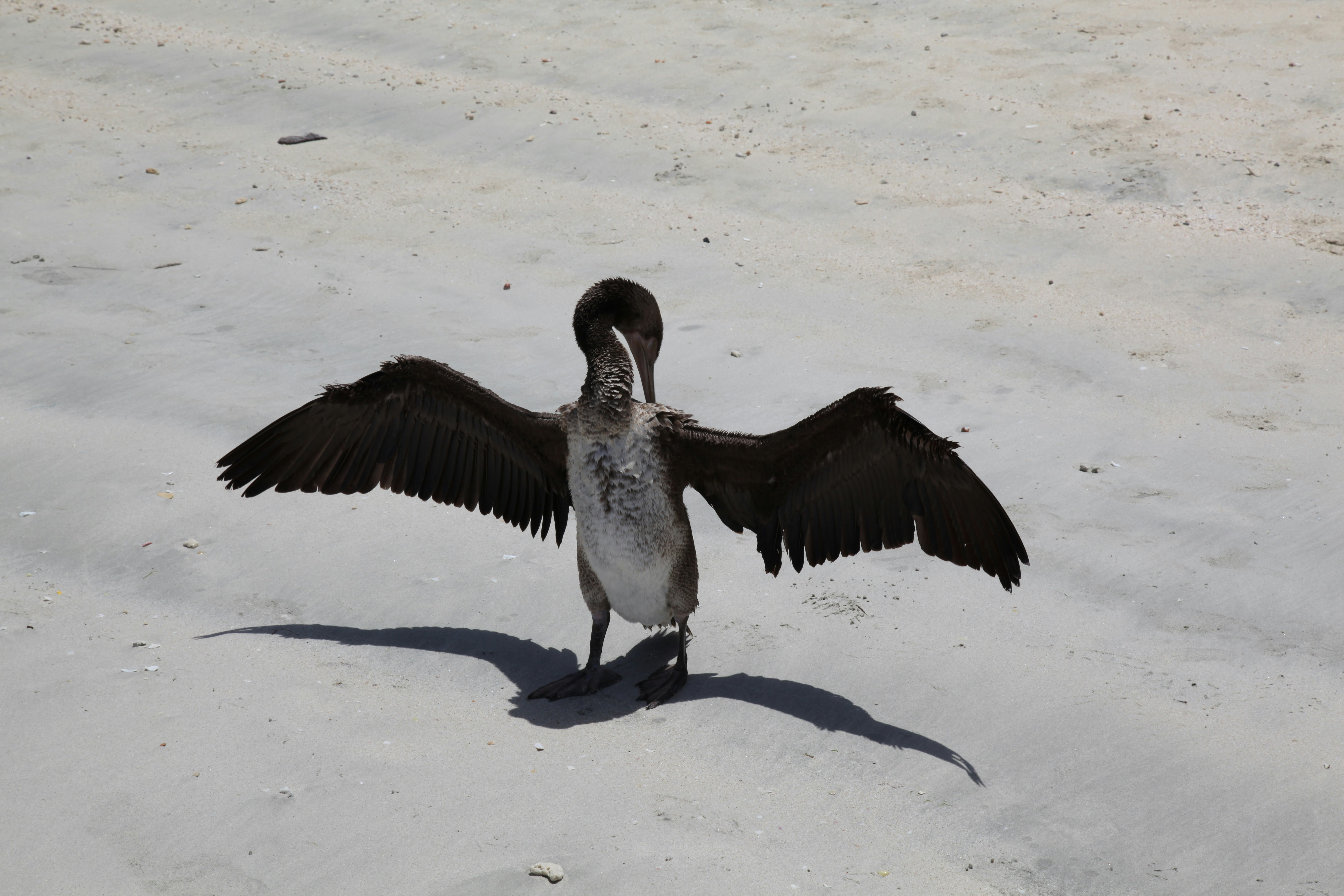 The Majestic Stance of a Coastal Guardian