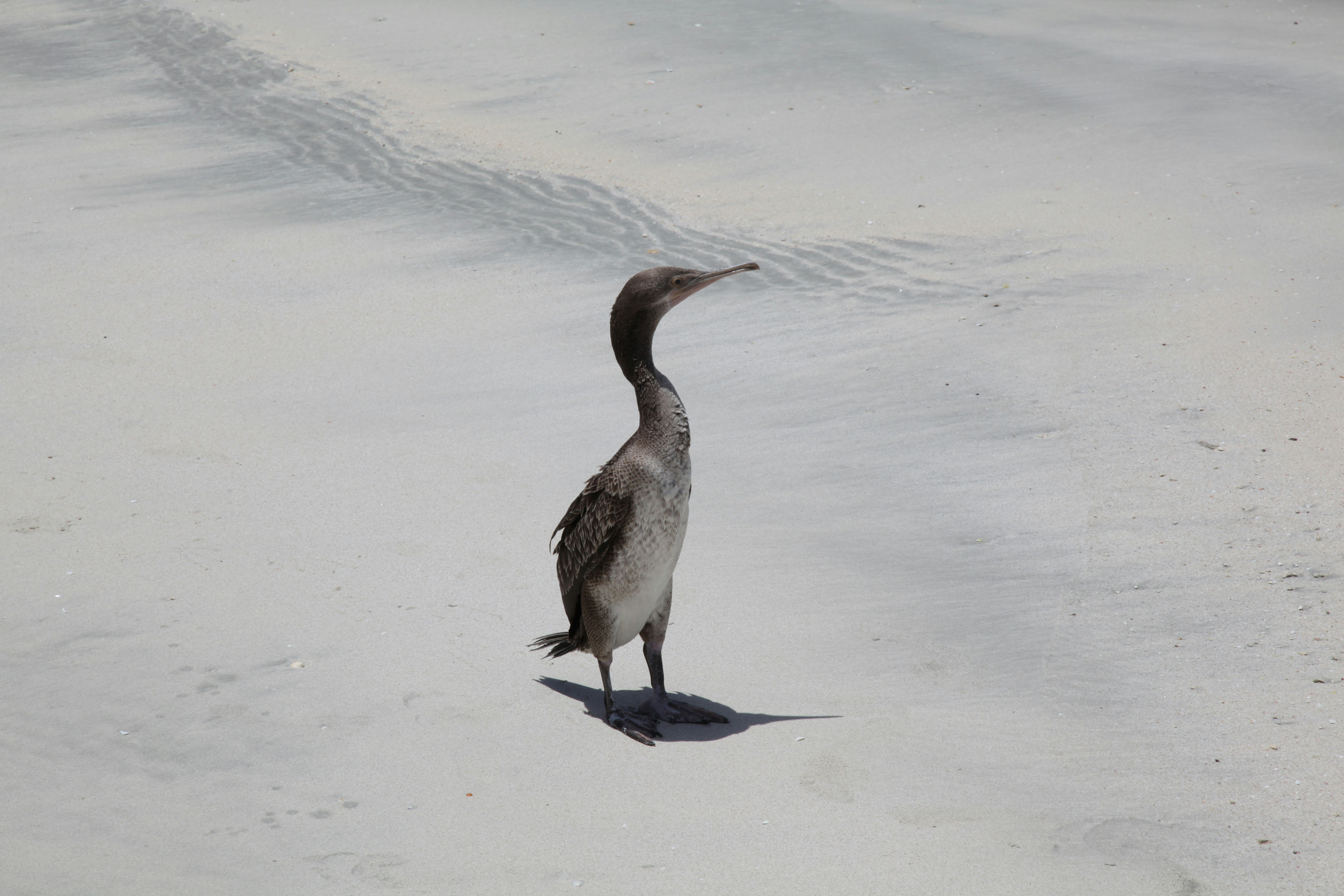 Solitary Cormorant on Moonlit Sand